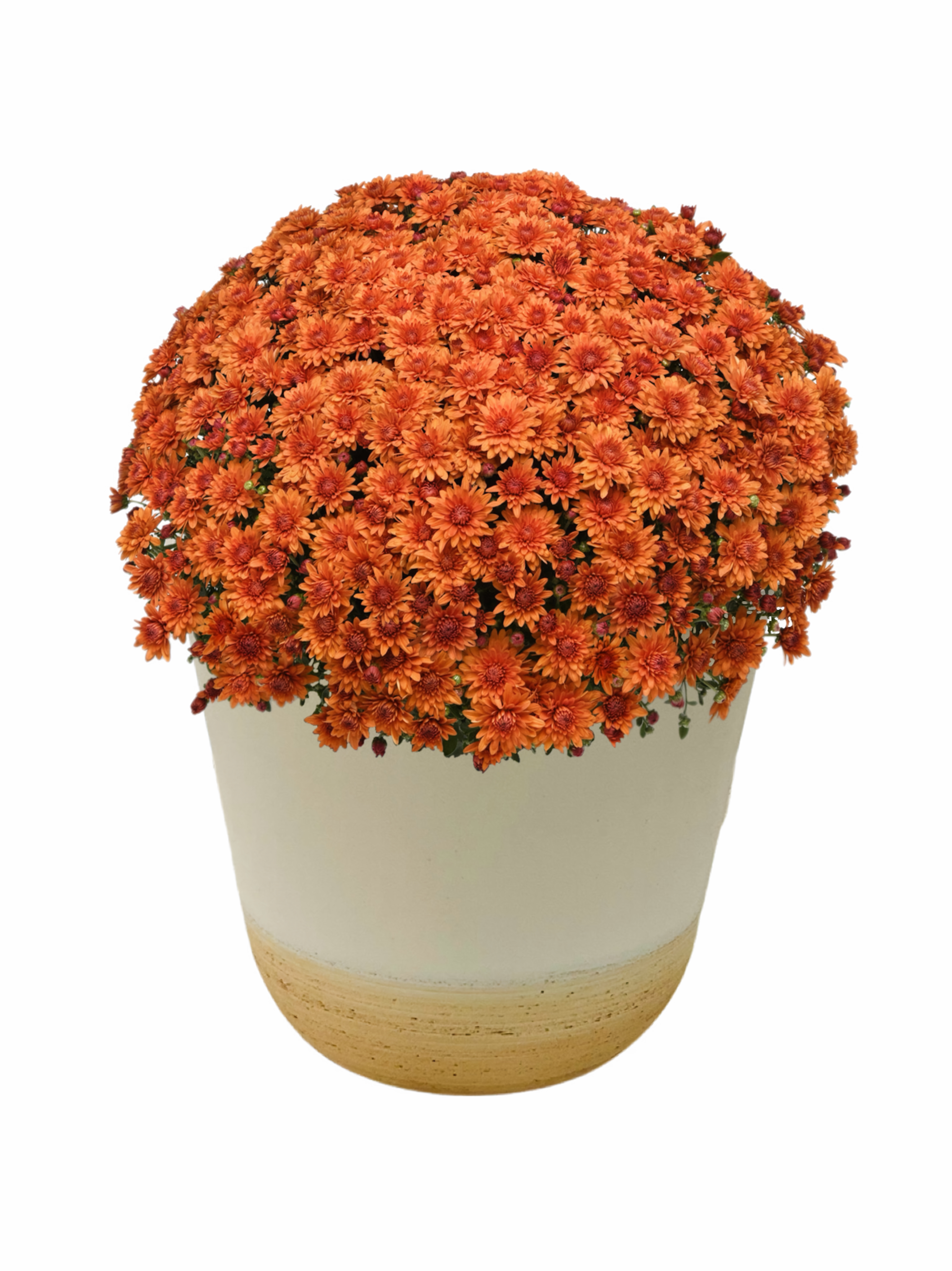 Better Homes & Gardens 3.0QT Orange Mum Live Plant Decorative Pot BHG ...
