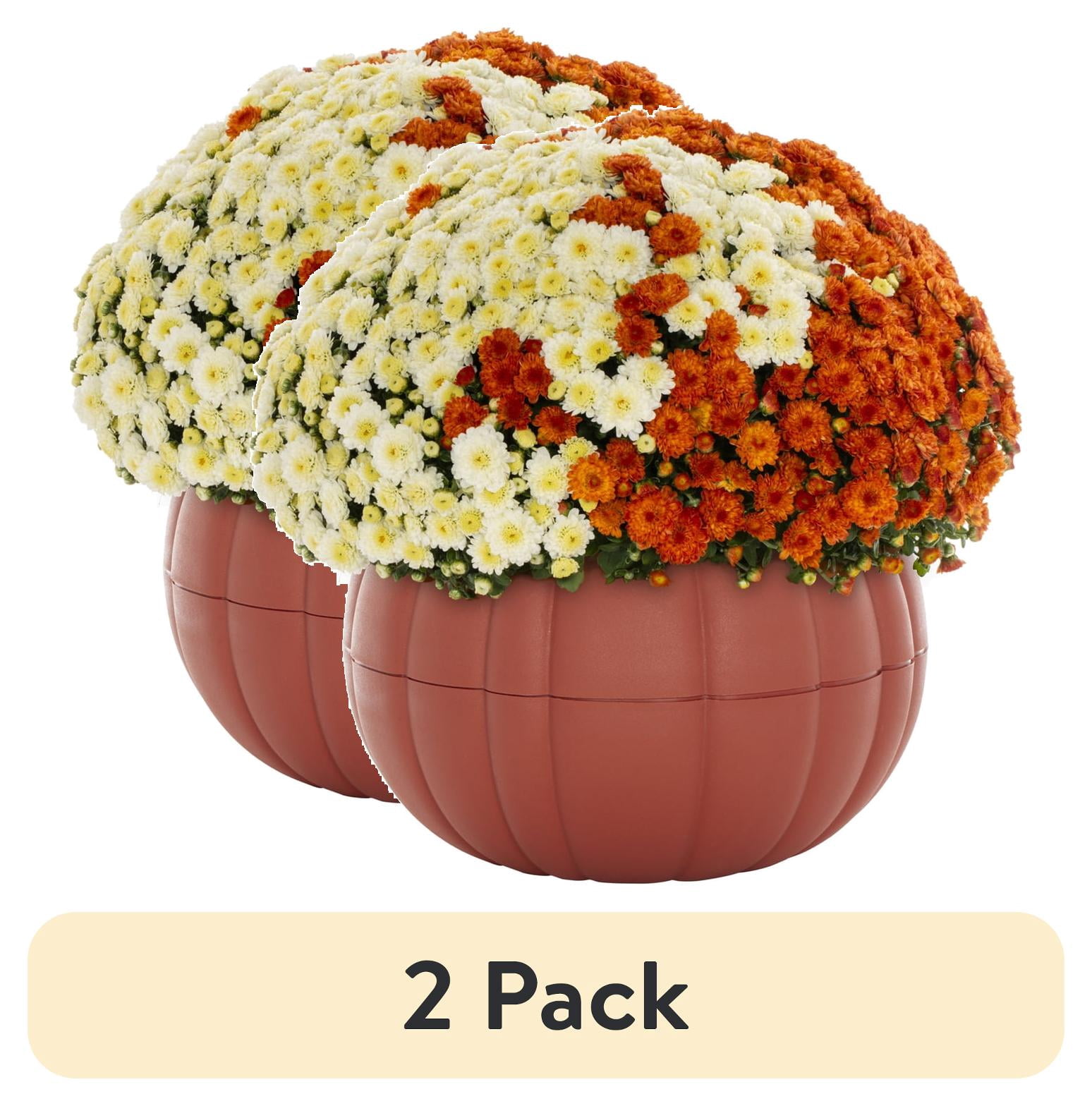 (2 pack) Better Homes & Gardens 3.0QT Tricolor Mum Live Plant in Orange ...
