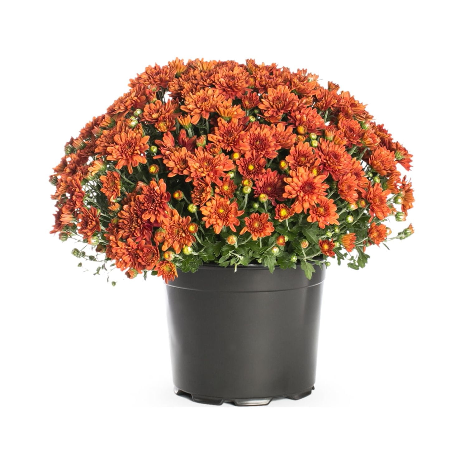 Better Homes & Gardens 3.5 Gallon Decorative Mum in Butter Churn ...