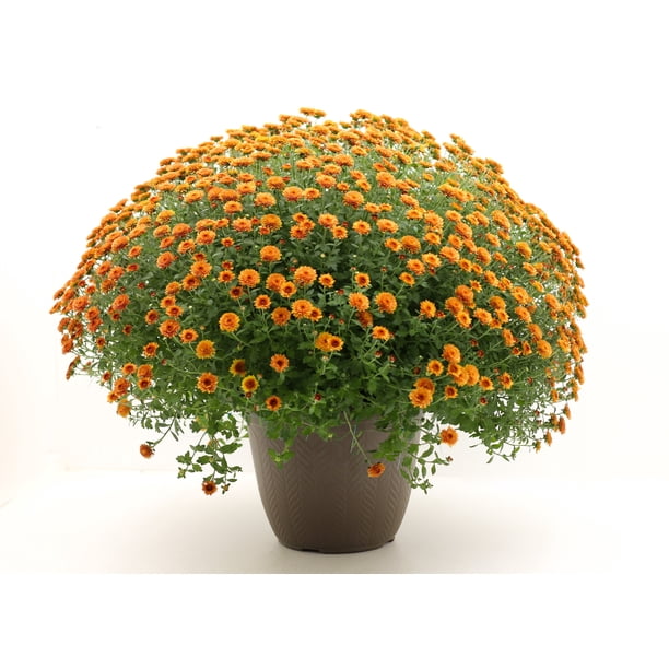 Better Homes & Gardens 3.5G Bronze Mum Full Sun Live Plants - Walmart ...