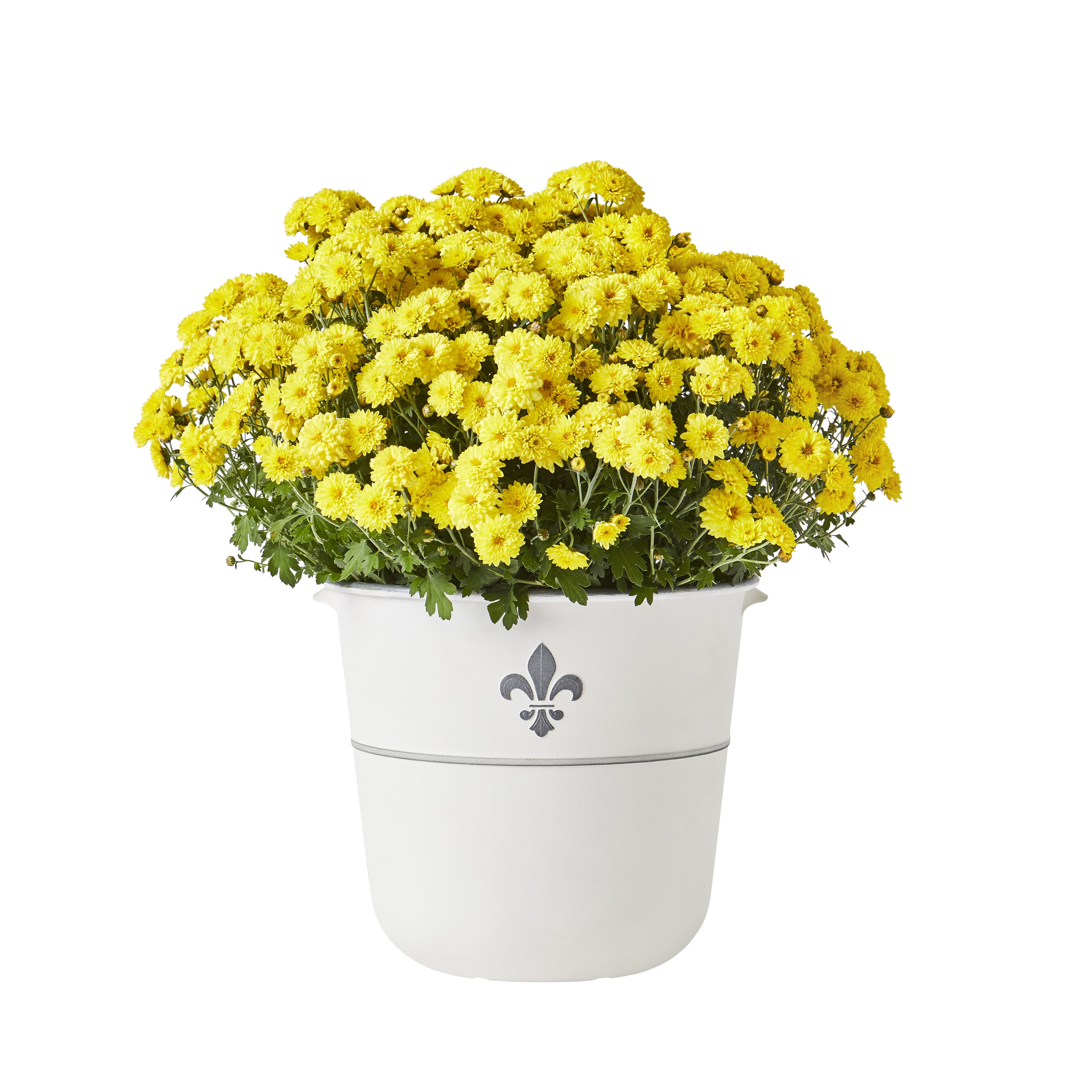 Better Homes & Gardens 3.5G Multi-color Mum, Live Plants Full Sun ...