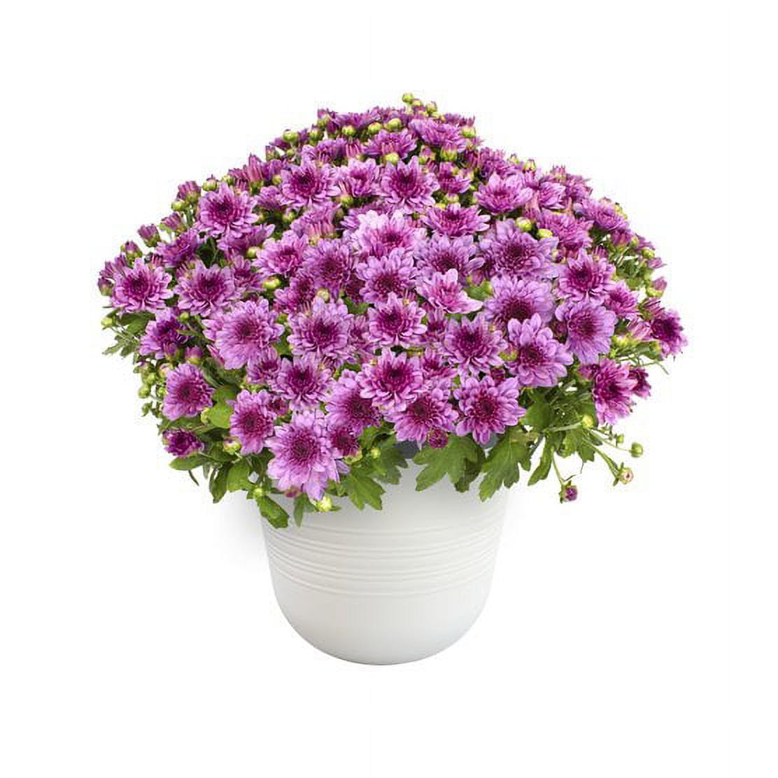 Better Homes & Gardens 3.5G Purple Mum, Live Plant Full Sun - Walmart.com