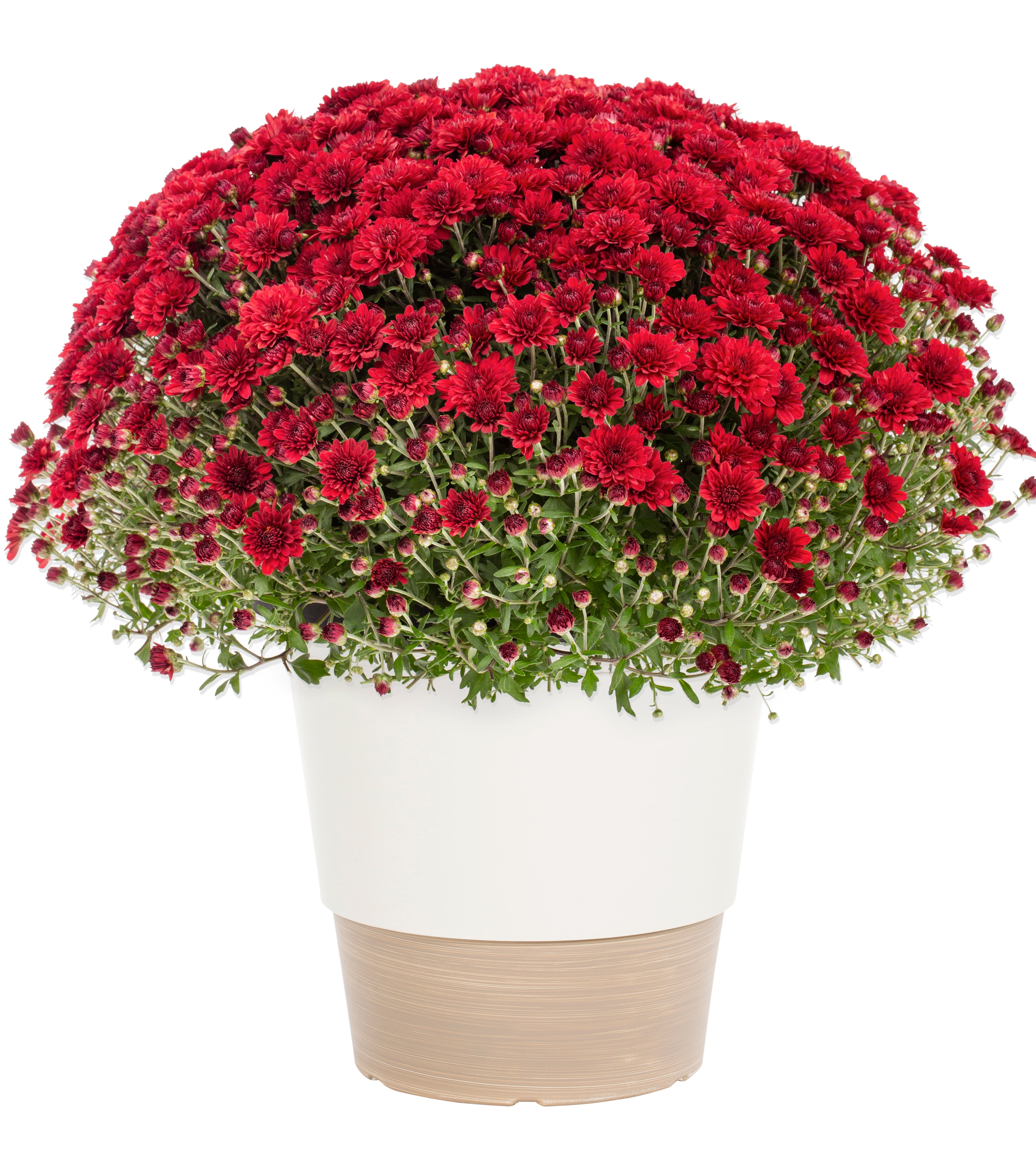 Better Homes & Gardens 3.5G Red Mum Live Plant in Decorative Pot Sun ...