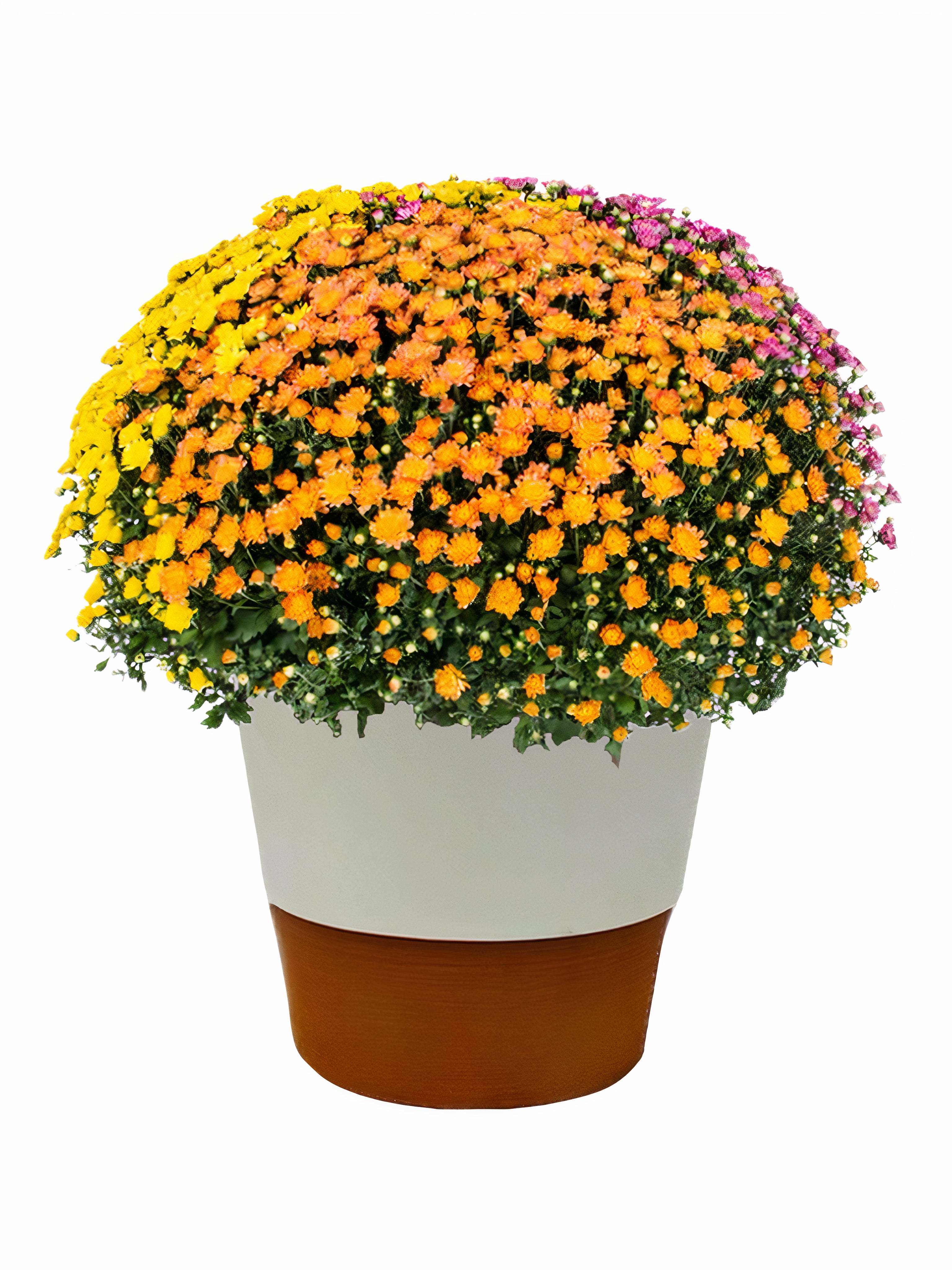 Better Homes & Gardens 3.5G Tricolor Mum Live Plant in Decorative Pot ...