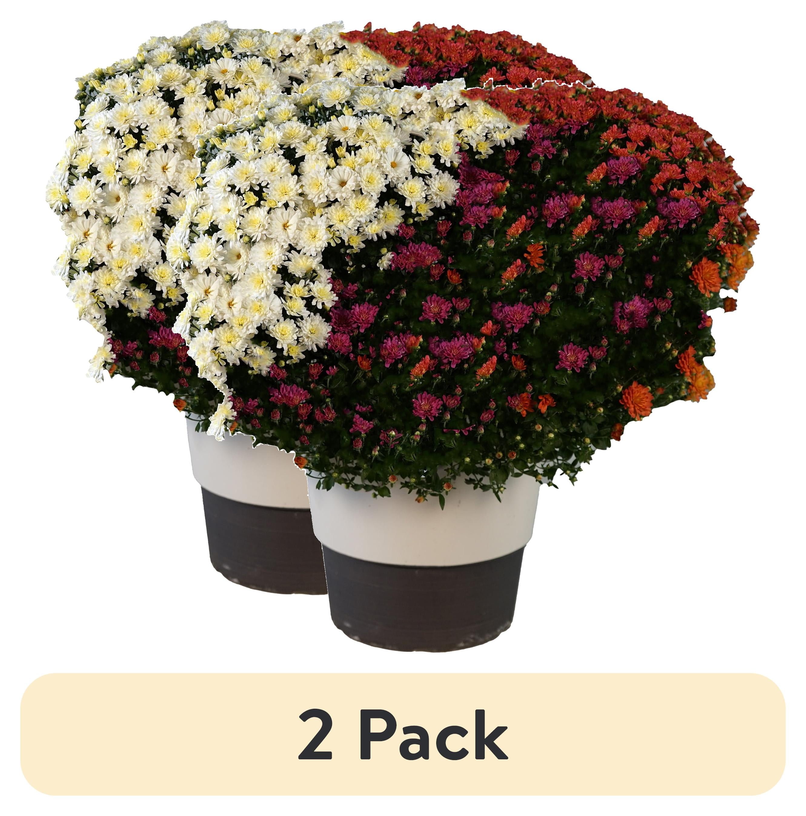 (2 pack) Better Homes & Gardens 2.5G Tricolor Mum Perennial Outdoor ...