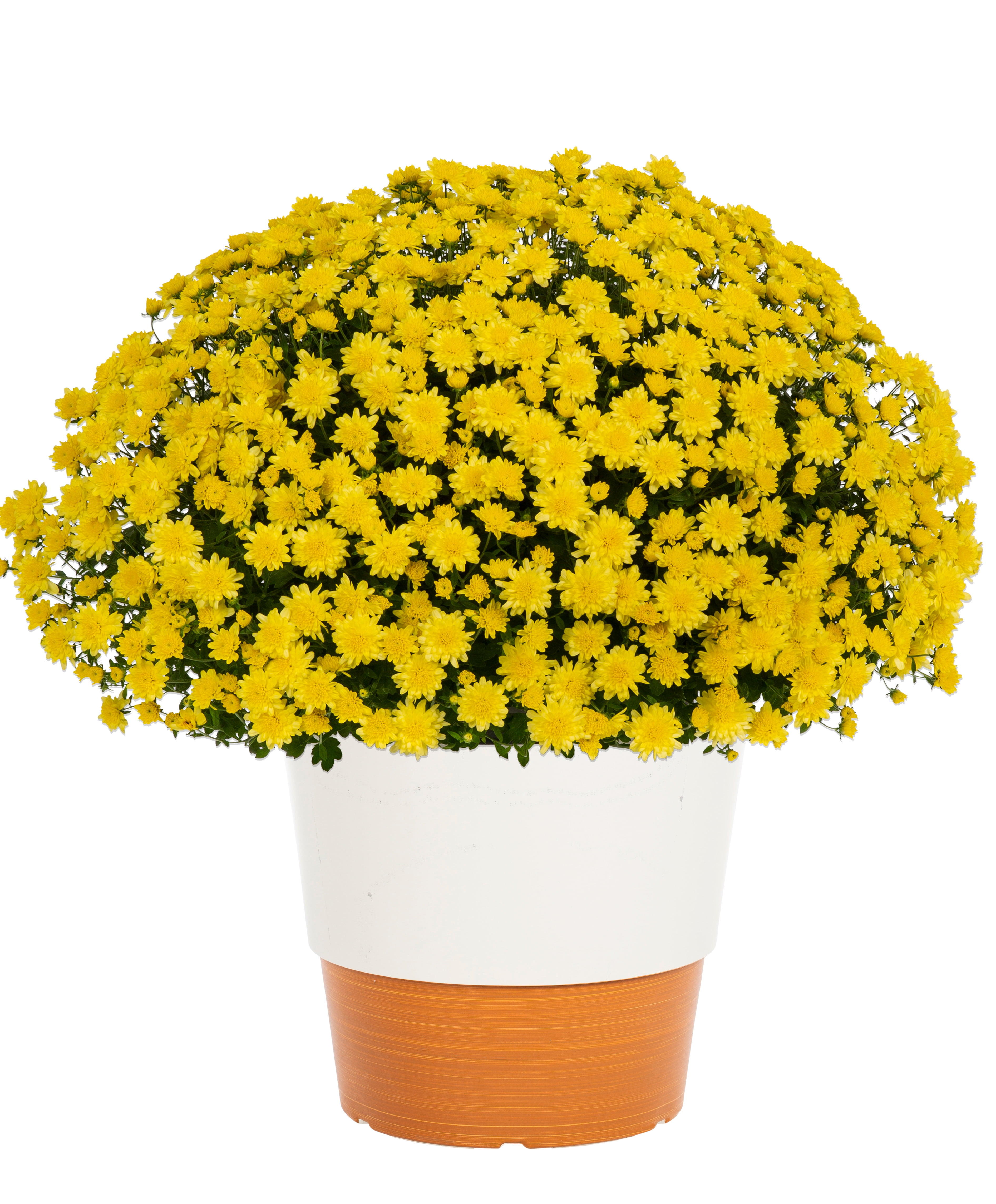 Better Homes & Gardens 3.5G Yellow Mum Live Plant in Decorative Pot Sun ...