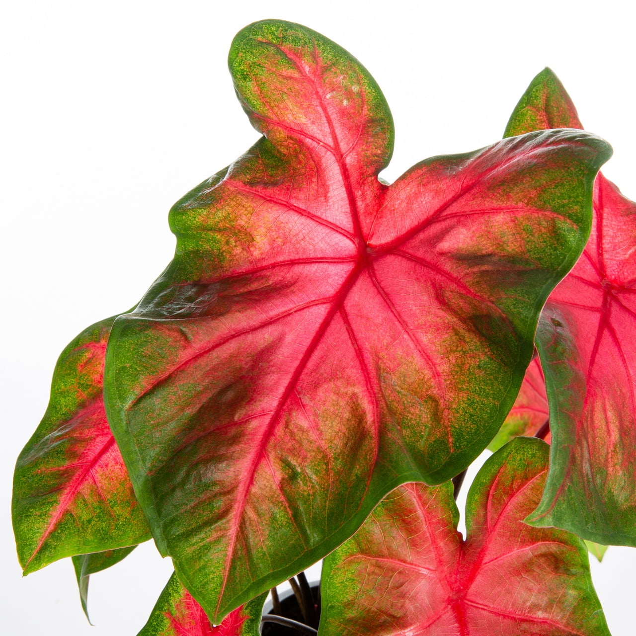 Better Homes & Gardens 3QT 1QT Pink Caladium Foliage Annual Plant Sun ...