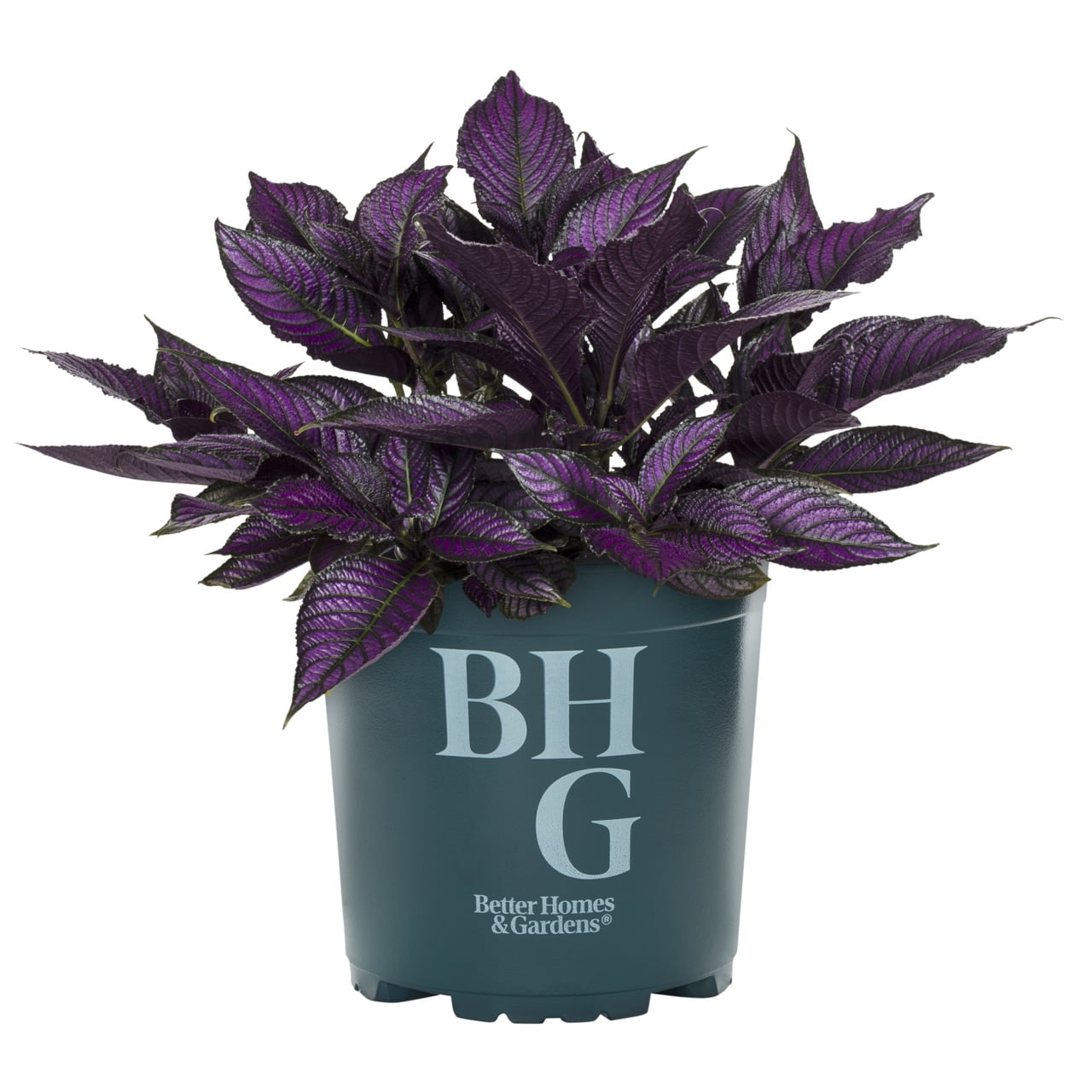 Better Homes & Gardens 2.5QT Purple Strobilanthes Live Annual Plant ...