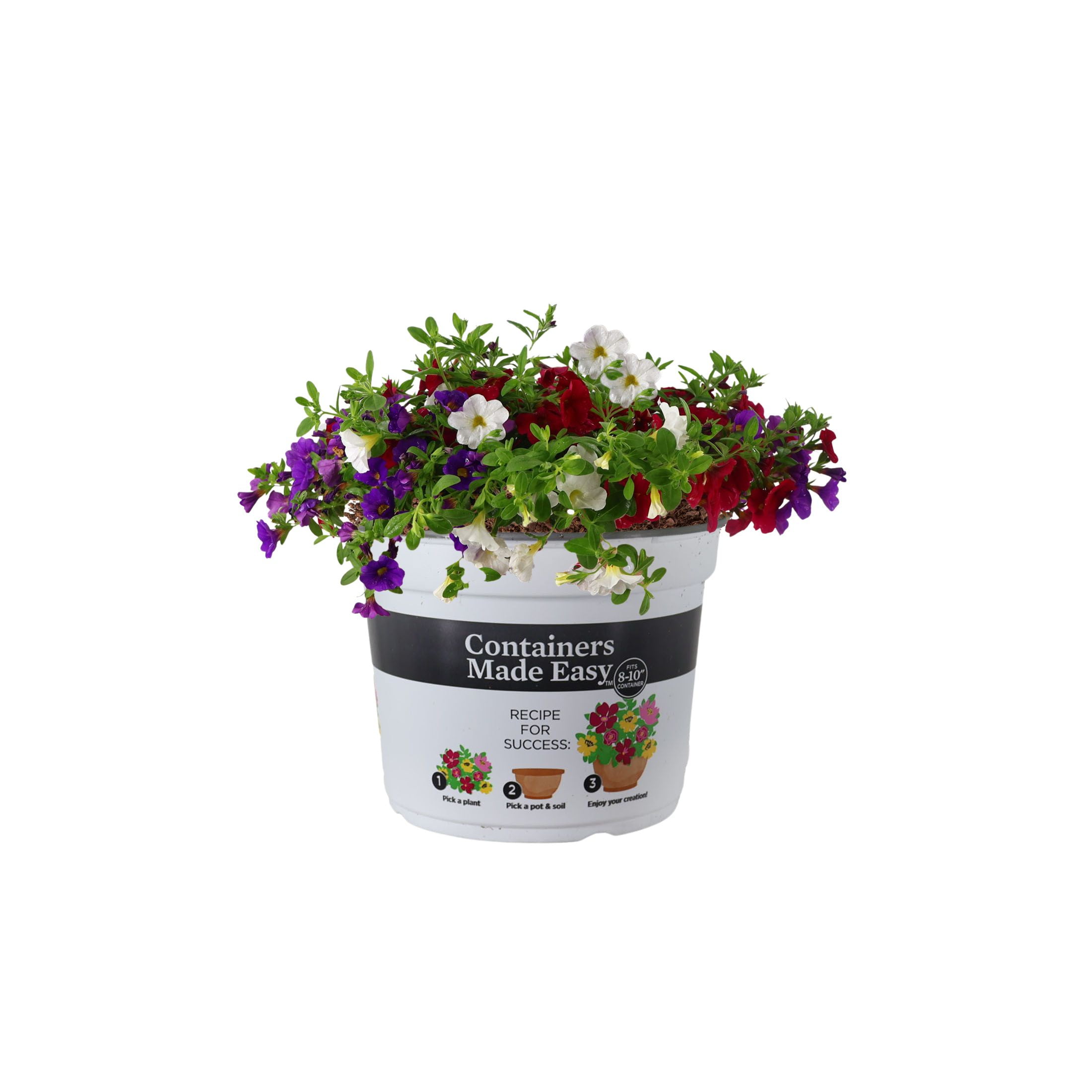 Better Homes & Gardens 3QT Multi Calibrachoa Combo Live Plant Grower ...