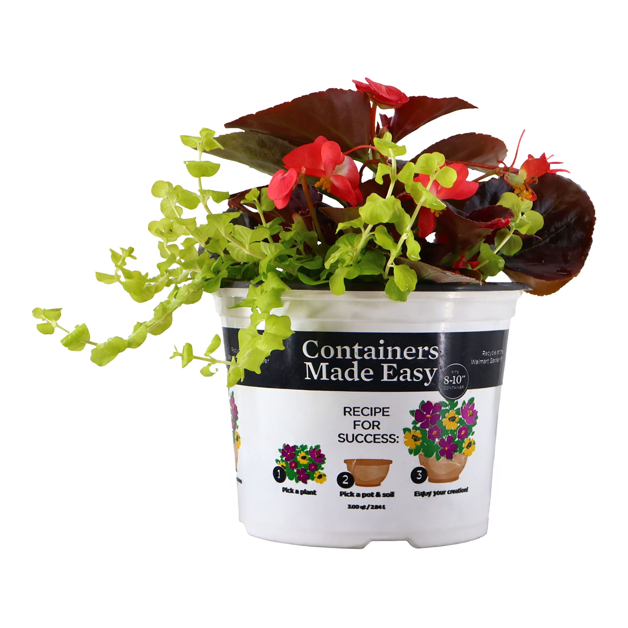 Better Homes & Gardens 3QT Multicolor Begonia Lysimachia Combo Live ...