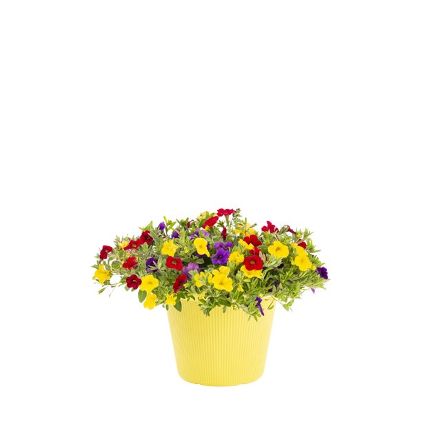 Better Homes & Gardens 3QT Multicolor Calibrachoa Mix Live Plants with ...