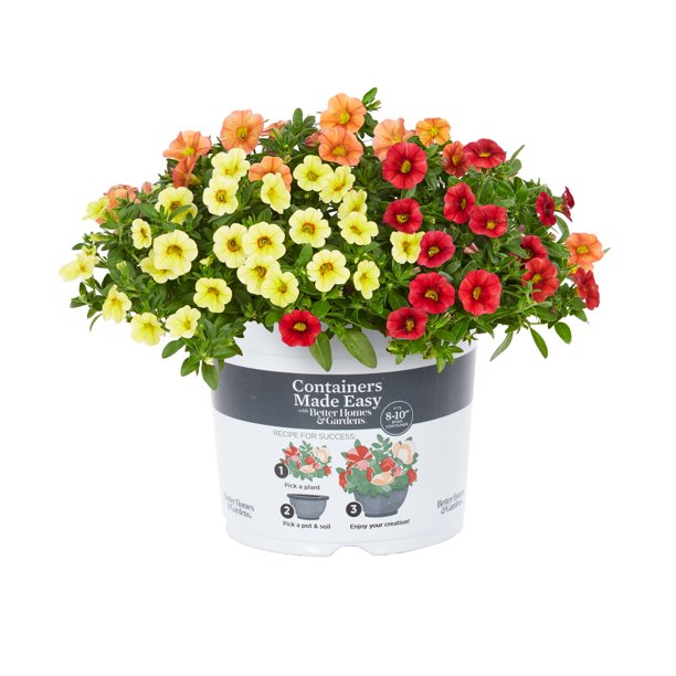 Better Homes & Gardens 3QT Multicolor Calibrachoa Mix Live Plants with ...