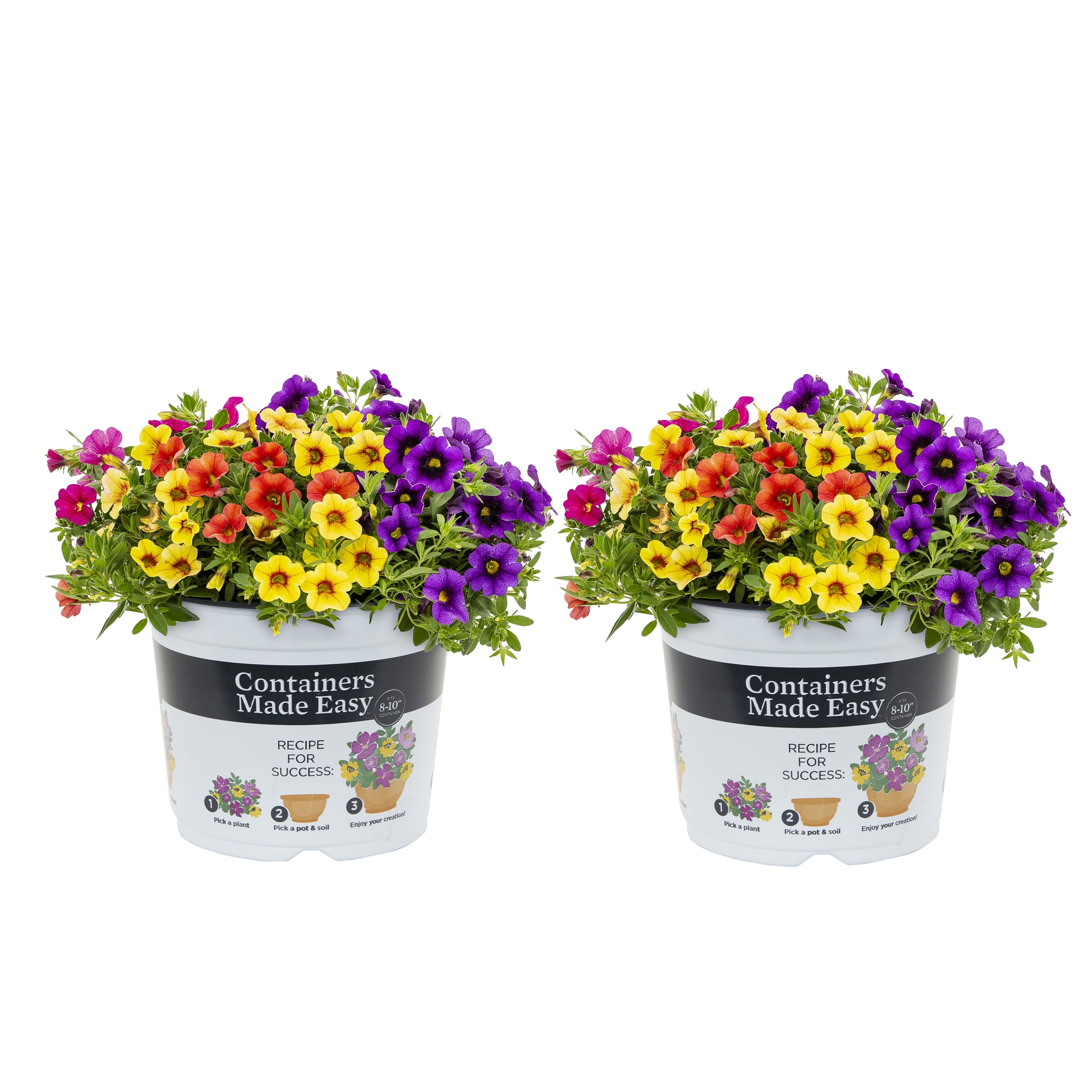 Better Homes & Gardens 3QT Multicolor Calibrachoa Mix Live Plants with ...