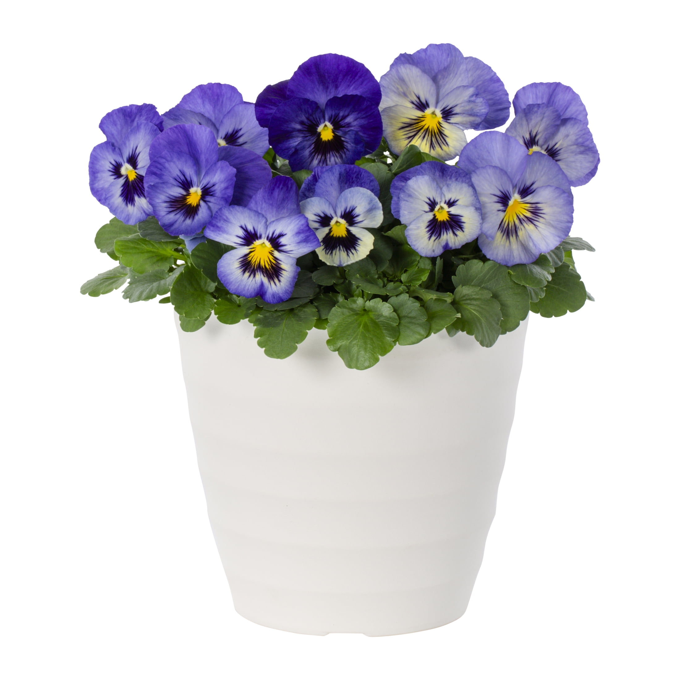 Better Homes & Gardens 3QT Multicolor Pansy Live Plant Decorative Pot ...