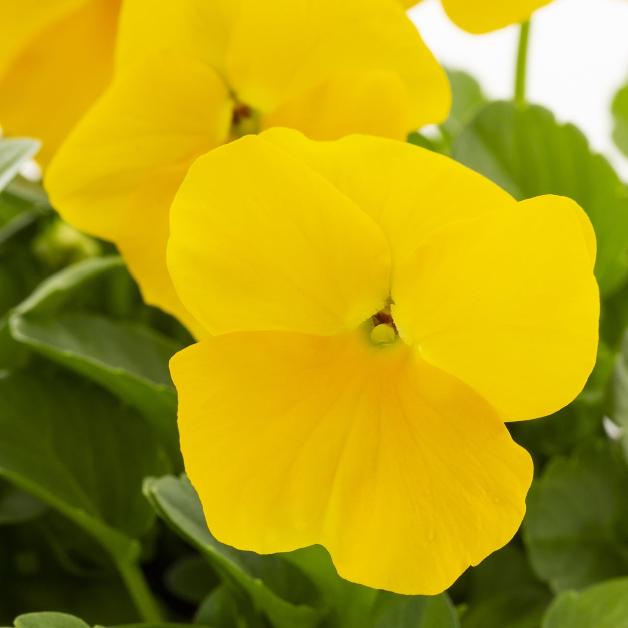 Better Homes & Gardens 3QT Multicolor Viola Mix Annual Live Plants ...