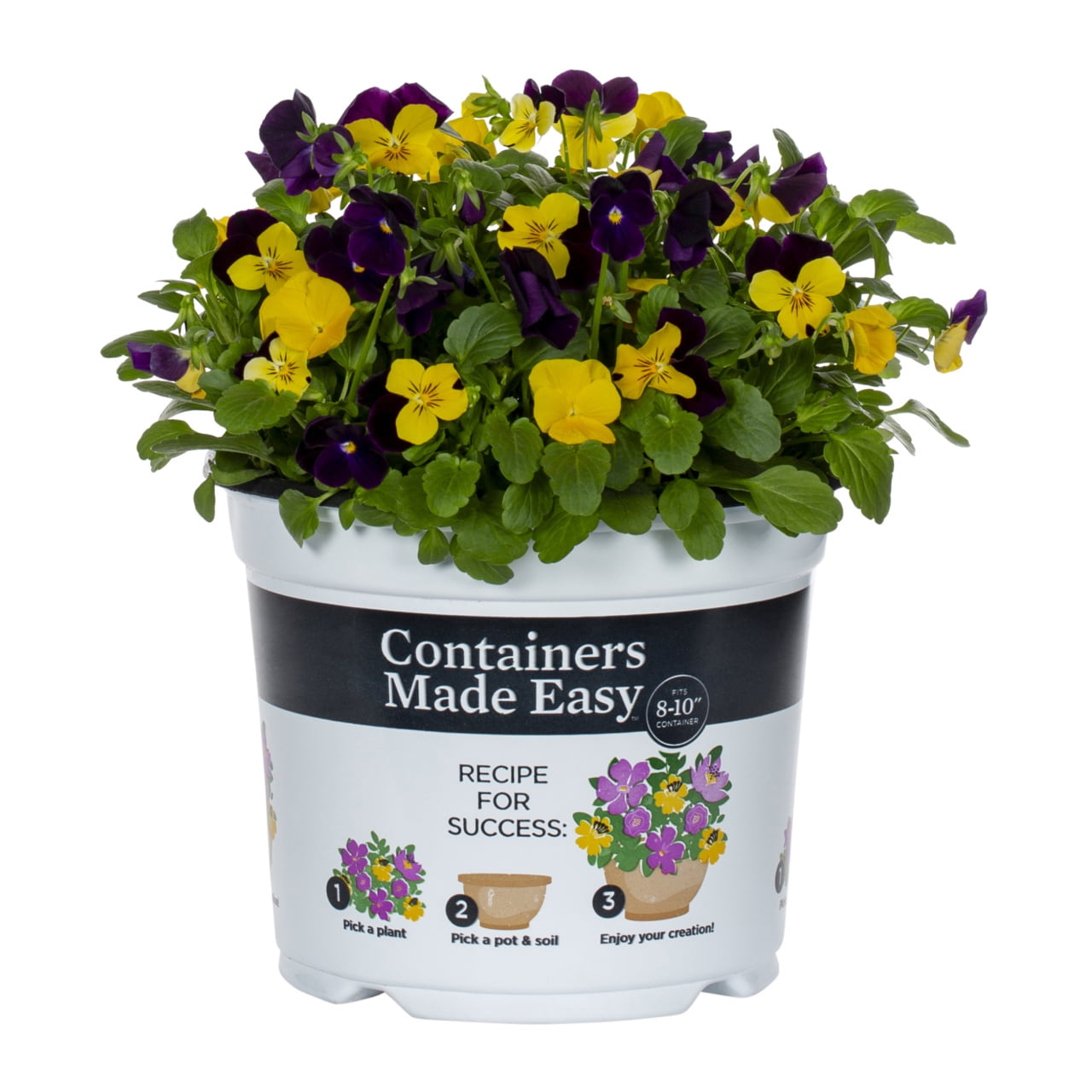 Better Homes & Gardens 3QT Multicolor Fall Viola Live Annual Plant ...