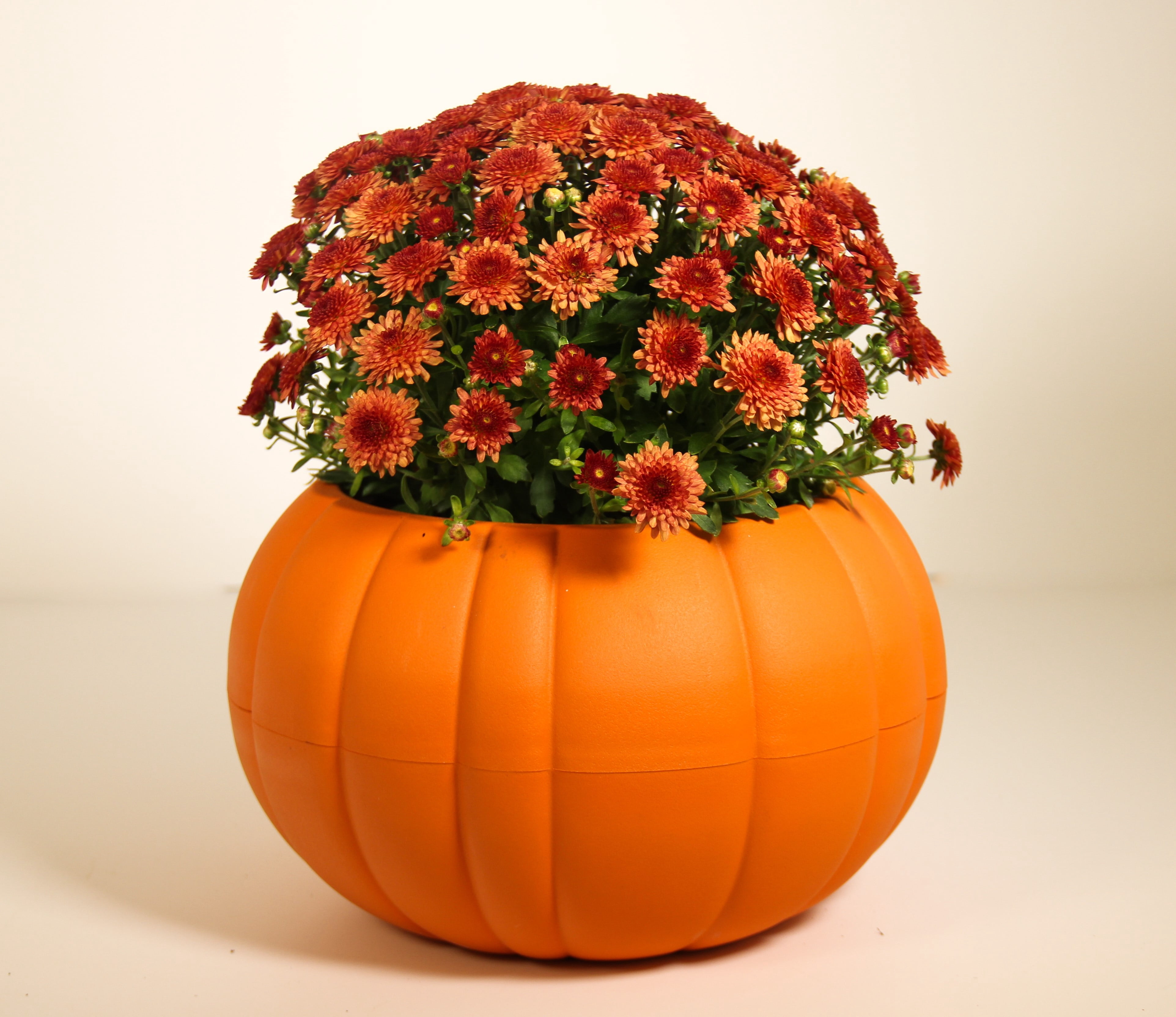 Better Homes & Gardens 3QT Orange Mum with Pumpkin Pot Full Sun Live ...