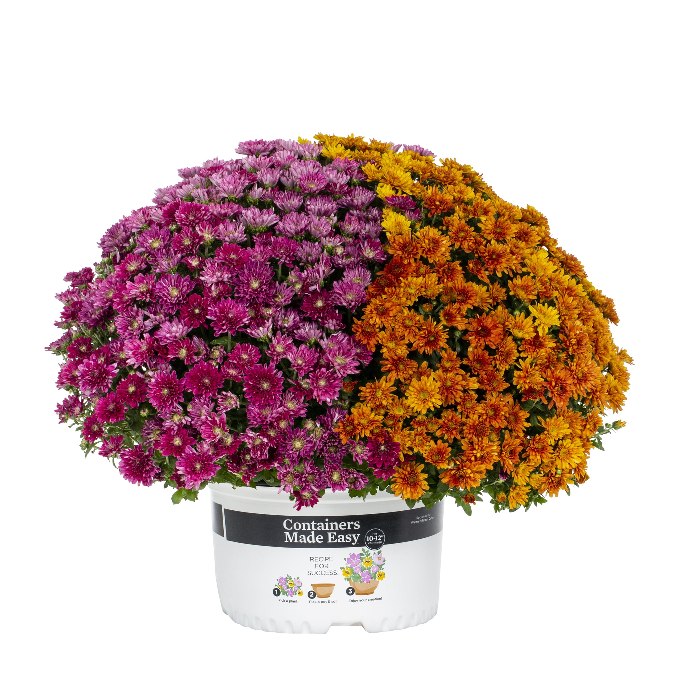 Better Homes & Gardens 3QT Orange Purple Mum Live Plant Containers Made ...