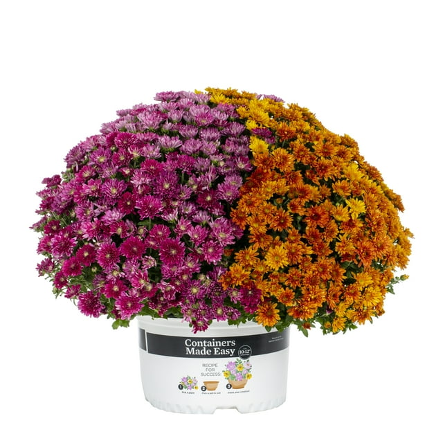 Better Homes & Gardens 3QT Orange Purple Mum Live Plant Containers Made ...