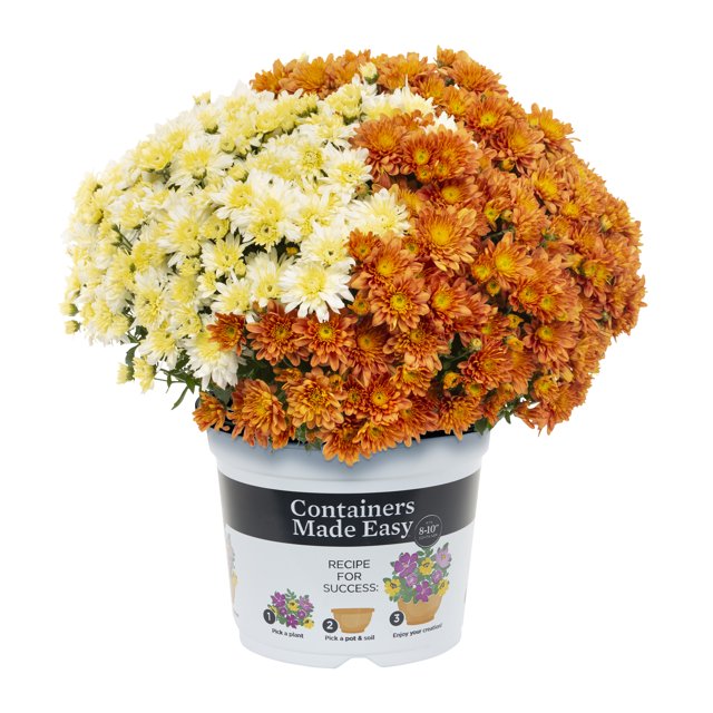 Better Homes & Gardens 3QT Orange White Mum Live Plant Containers Made ...