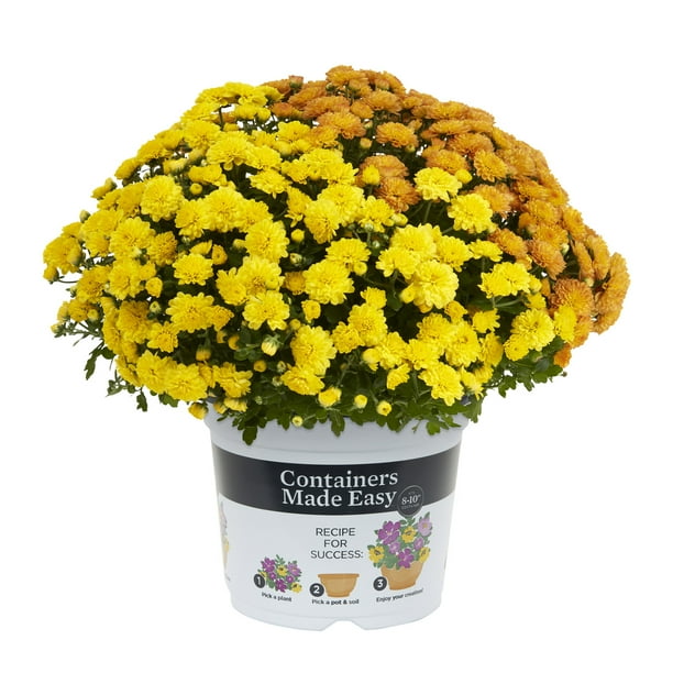 Better Homes & Gardens 3QT Orange Yellow Mum Live Plant Containers Made ...