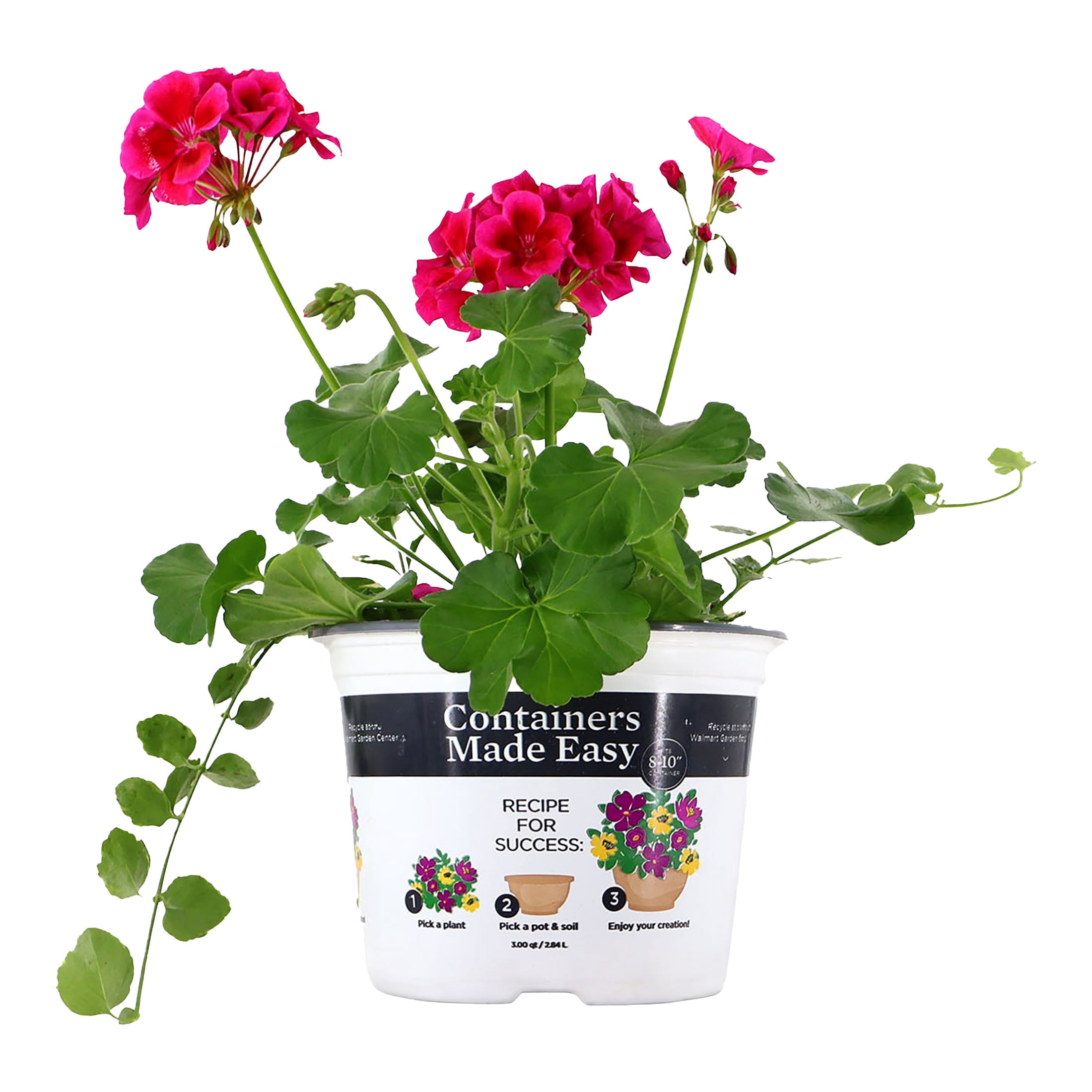 Better Homes & Gardens 14" Pink Geranium Vinca Vine Combo Live Plants ...