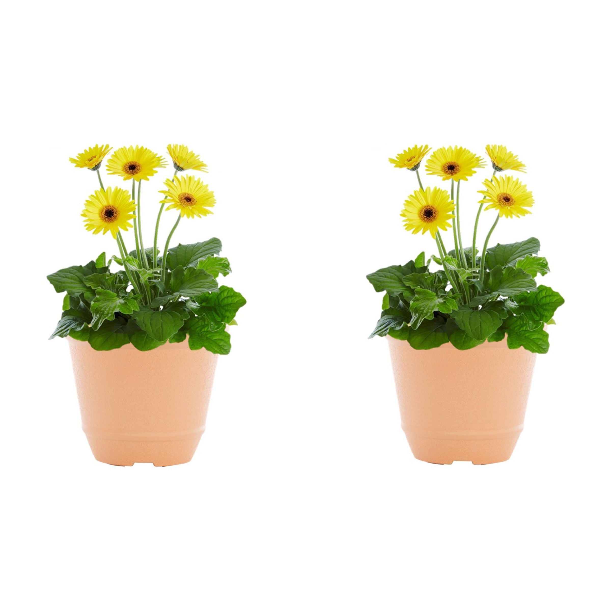 Better Homes & Gardens 3QT Yellow Gerbera Daisy Live Annual Plant ...