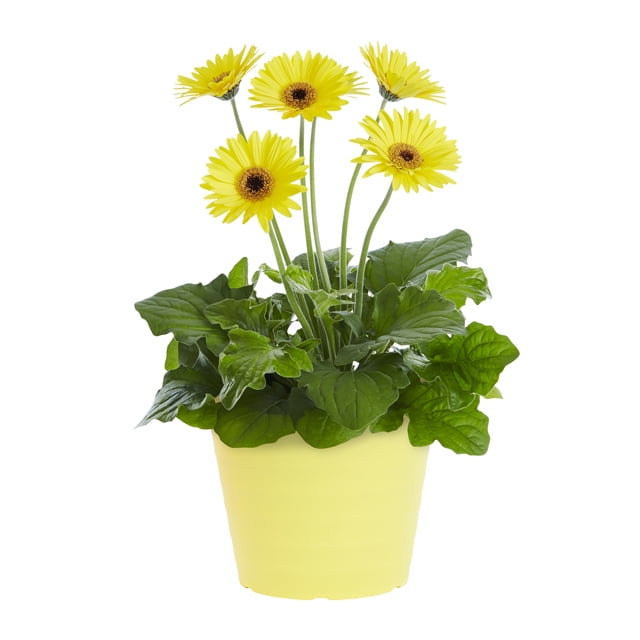 Better Homes & Gardens 3QT Yellow Gerbera Daisy Live Plant Decorative ...