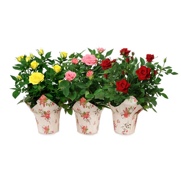 Better Homes & Gardens 4" Miniature Rose in Floral Pot Cover - Walmart ...