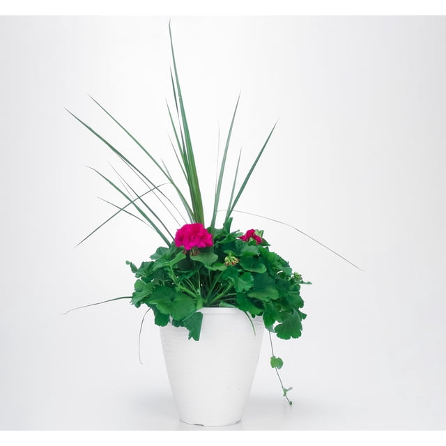 Better Homes & Gardens 5 Gallon Rose Geranium With Vinca Combo Annual ...