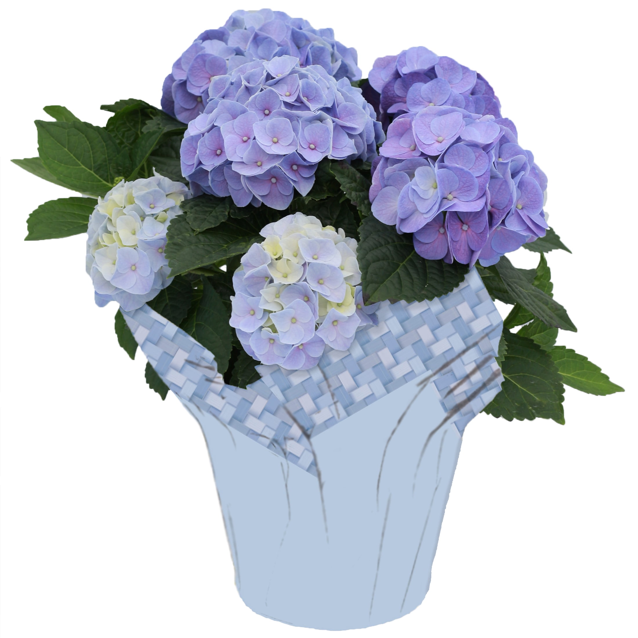 Better Homes & Gardens 6.5IN Multicolor Hydrangea Live Plant Indirect ...