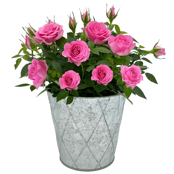 Better Homes & Gardens 6" Pink Mini Rose Live Plants in Tin Pot ...