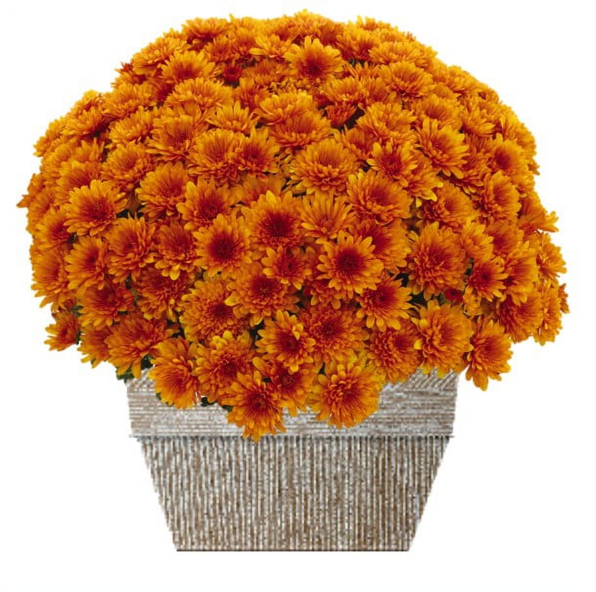 Better Homes & Gardens 8 Inch Mum Orange Full Sun Annual Live Plants ...