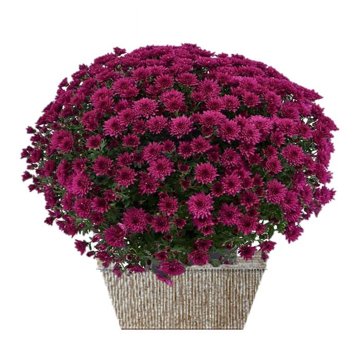 Better Homes & Gardens 8IN Mum Pink in a Wood Grain Square Pot Annual ...