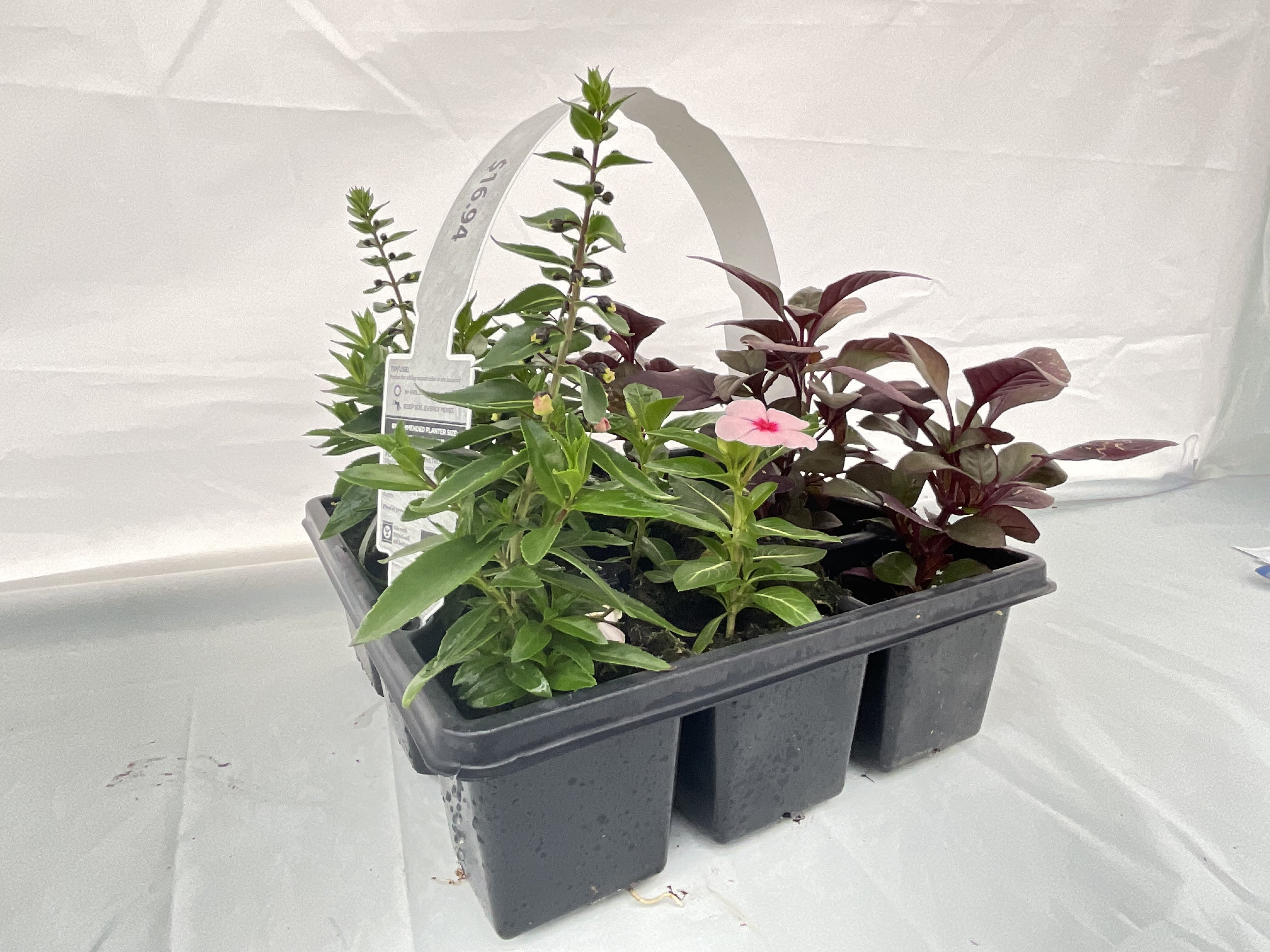 Better Homes & Gardens 9 PK Multicolor Spike & Rim (1 pack) Grower pot ...