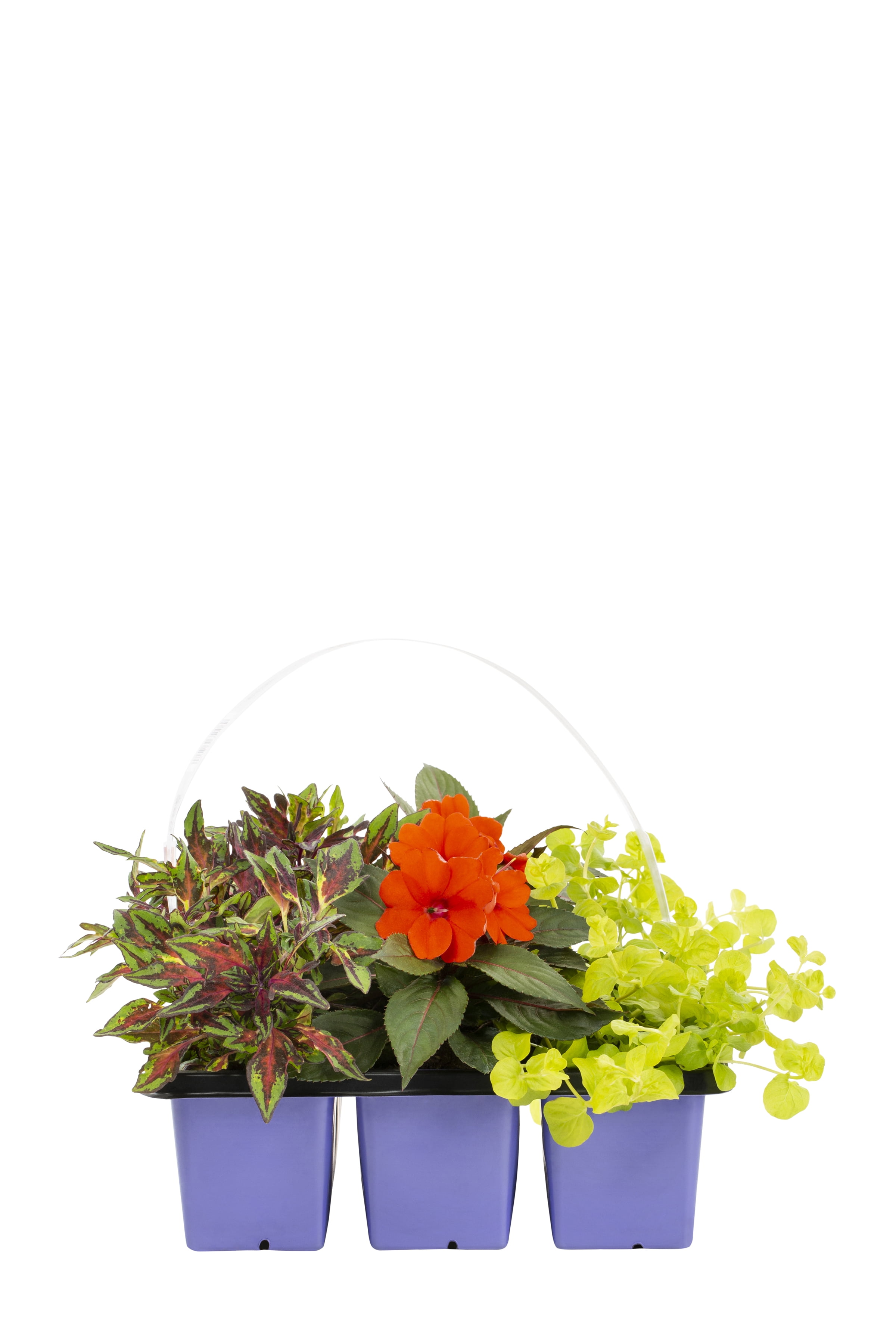 Better Homes & Gardens 9PK Multicolor Annual Combo Live Plants with ...
