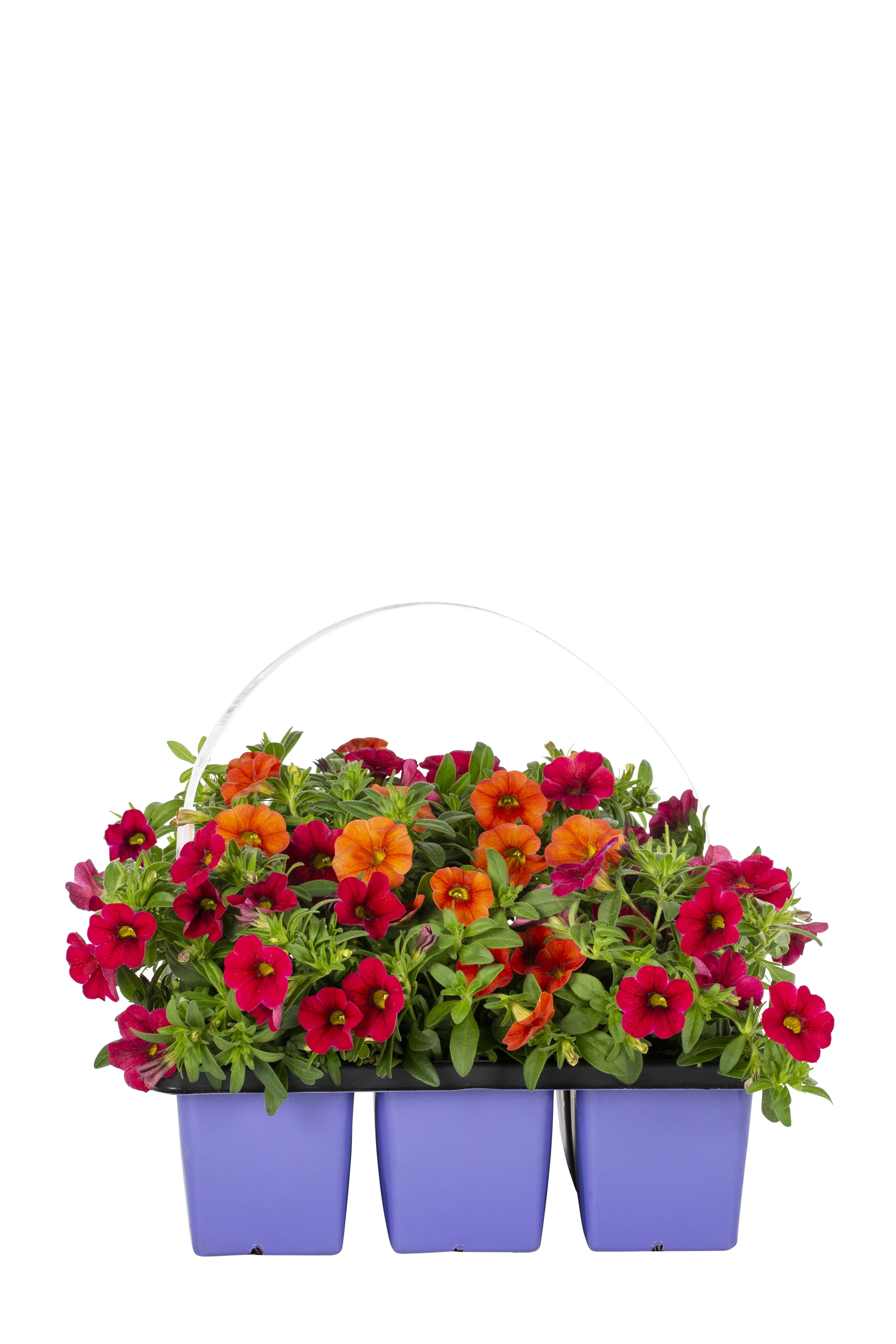 Better Homes & Gardens 9PK Multicolor Calibrachoa Mix Live Plants with ...