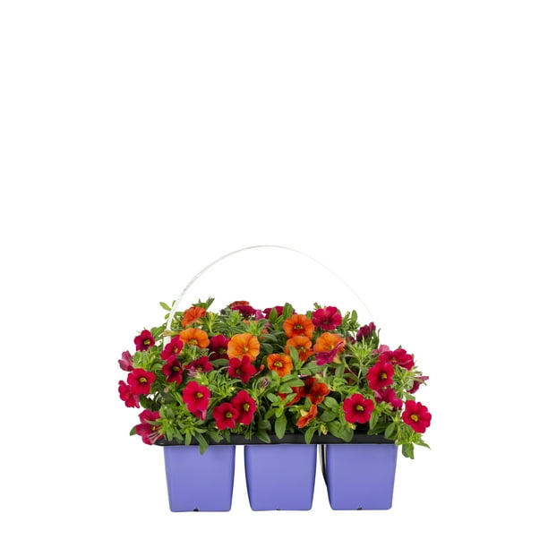 Better Homes & Gardens 9PK Multicolor Calibrachoa Mix Live Plants with ...