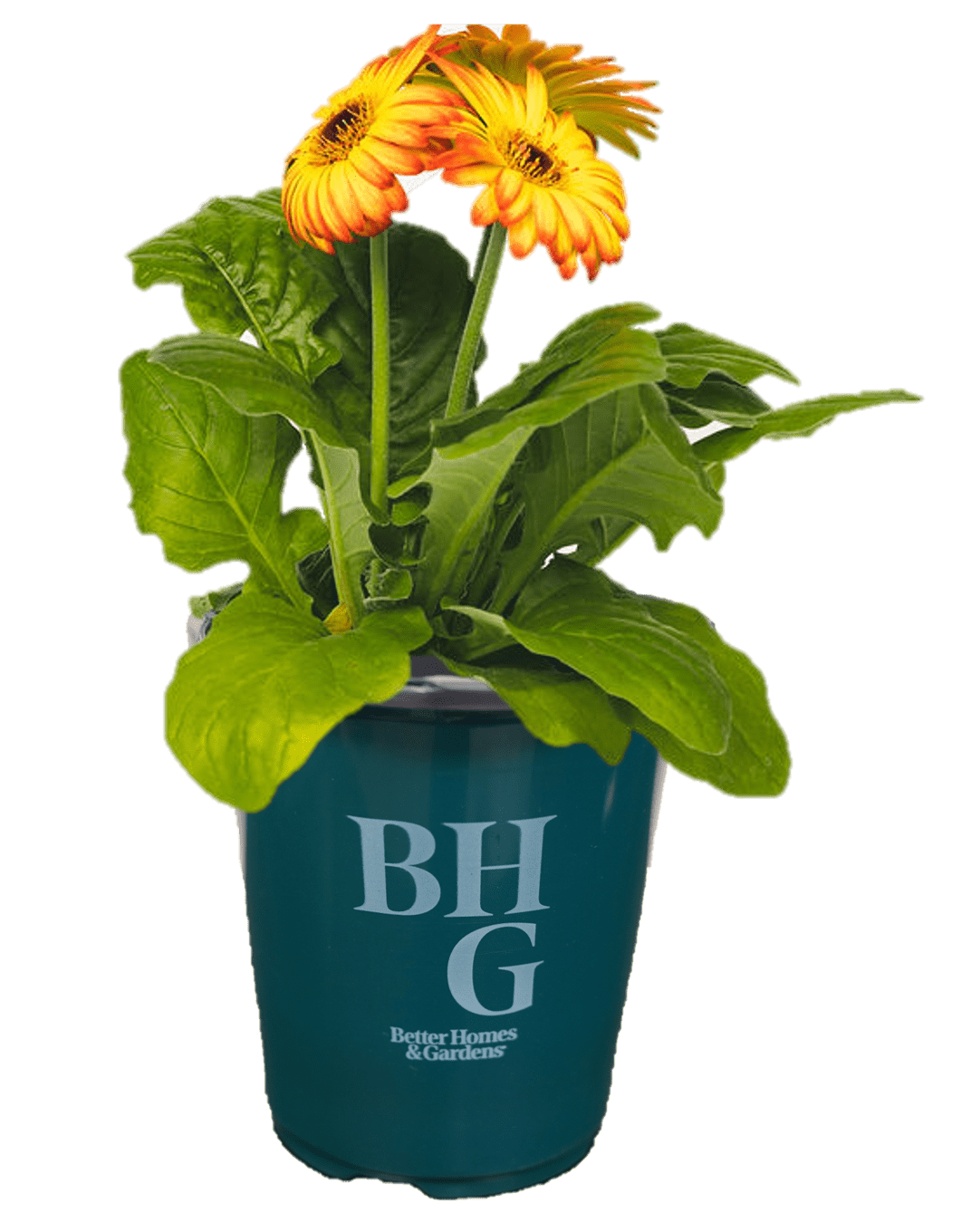 Better Homes & Gardens Brand 1 Quart Gerbera Daisy Jaguar Variety ...