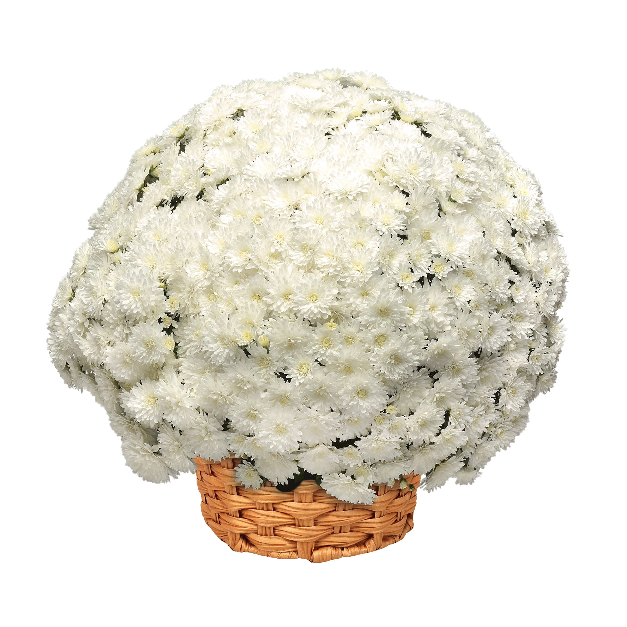 Better Homes & Gardens Classic White Mums Live Plant Garden in 12 in ...