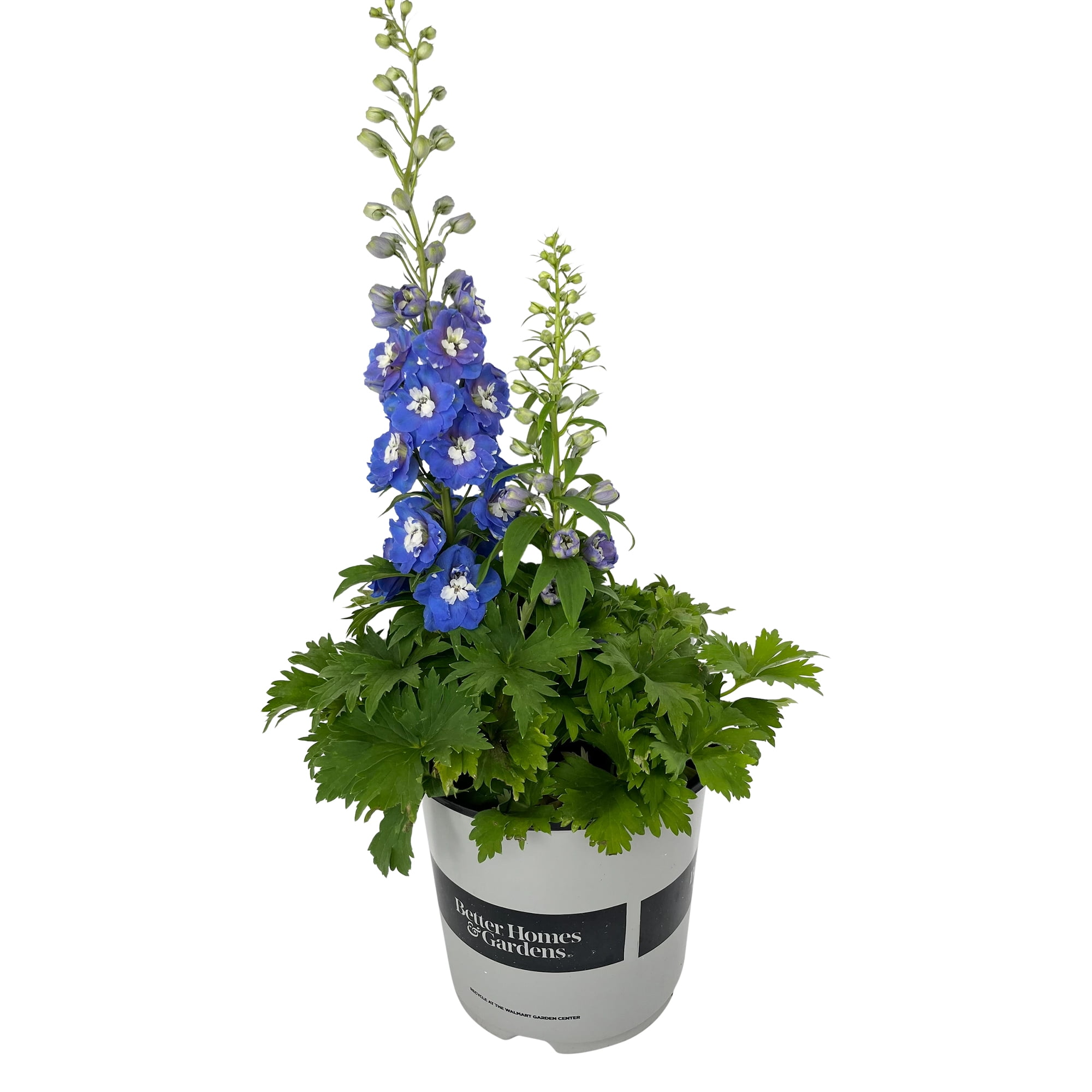 Better Homes & Gardens Delphinium White to Pale Blue Live Plant 18"- 22 ...