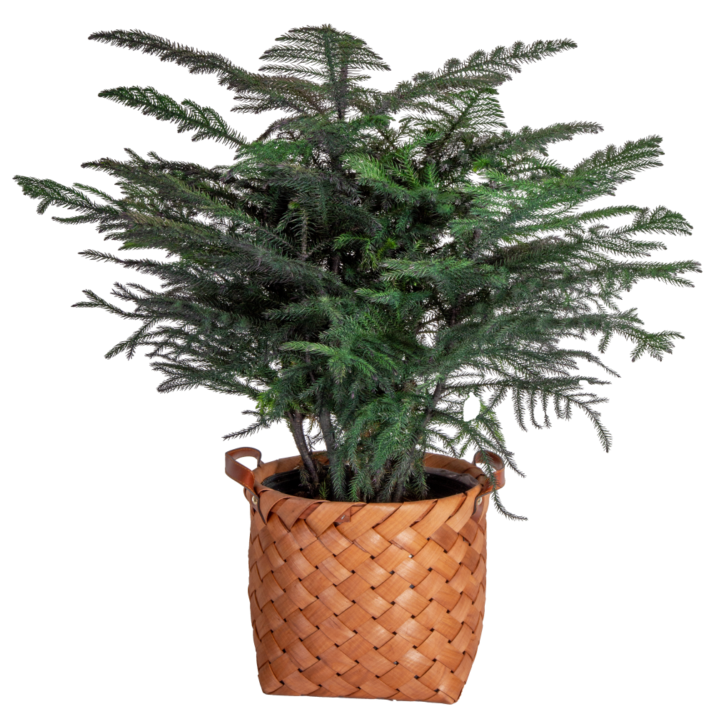 Better Homes & Gardens Live Indoor 36in. Tall Green Norfolk Island Pine ...