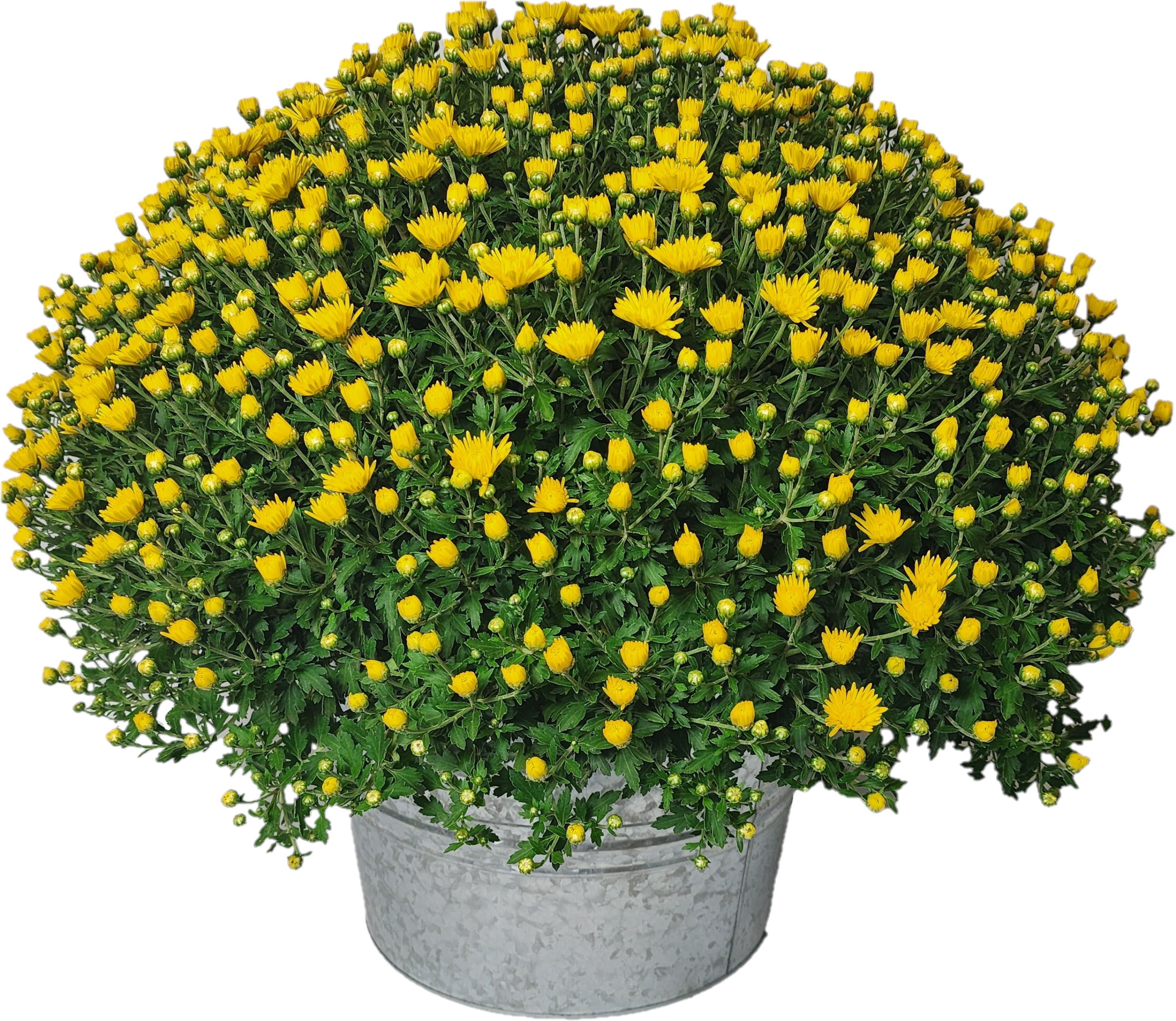 Better Homes & Gardens Live Outdoor Yellow Mum 26" - 32" tall, 2.5g ...