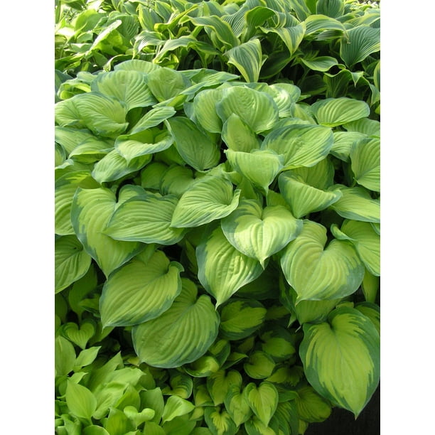 Better Homes & Gardens Multicolor Hosta 1.5G Live Plants - Walmart ...