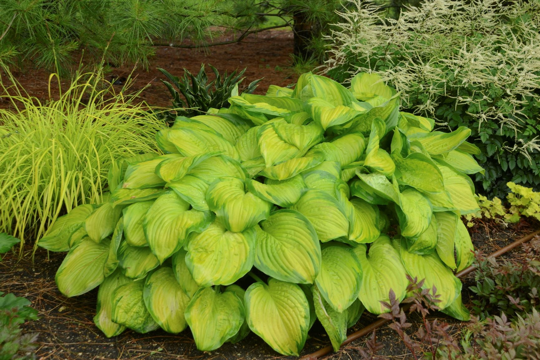 Better Homes & Gardens Multicolor Hosta 2.5Qt Live Plants - Walmart ...