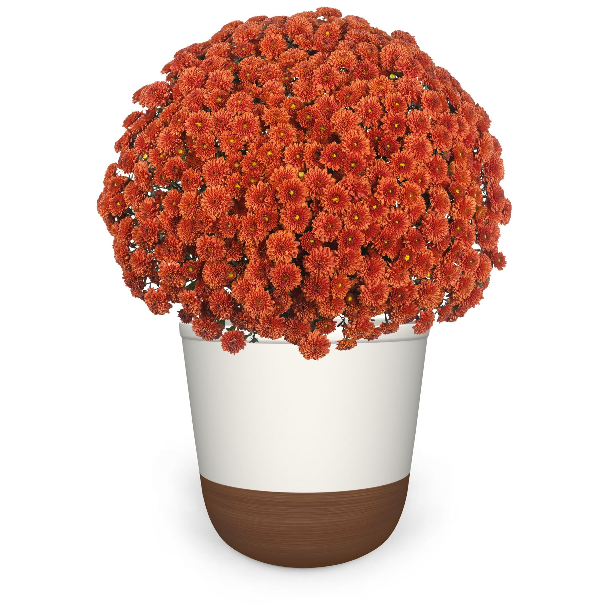 Better Homes & Gardens Outdoor Live Plants Bronze Mum 3Qt Decorative ...