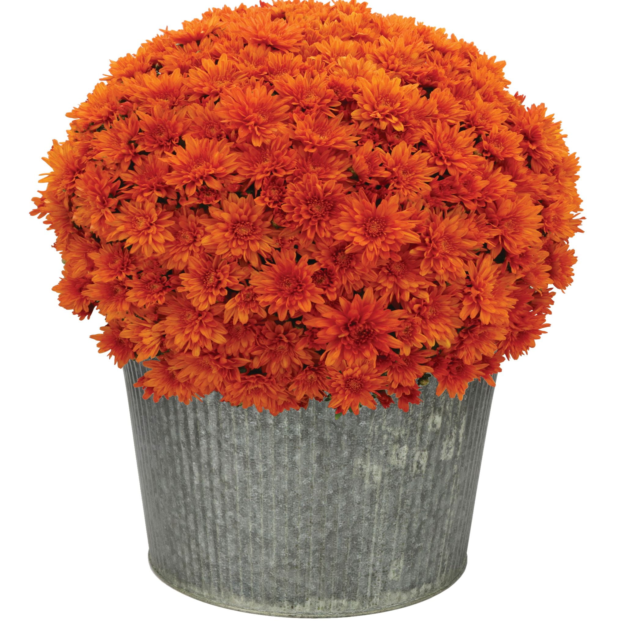 Better Homes & Gardens Outdoor Live Plants Bronze Orange Mum 2.5G ...
