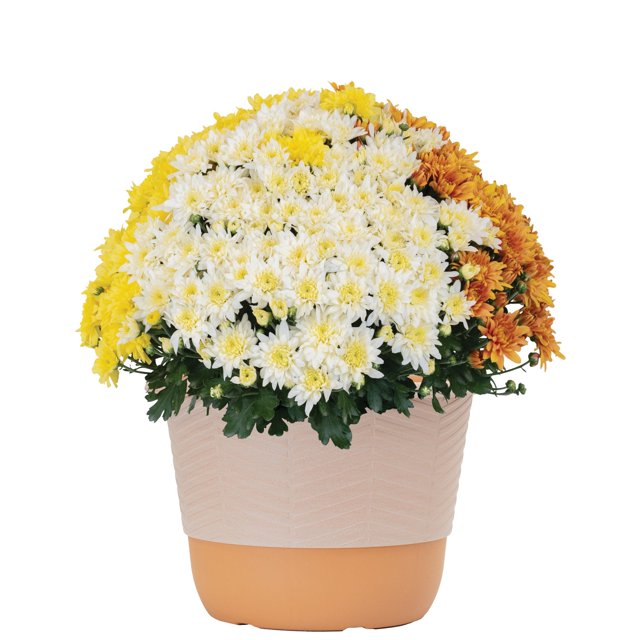 Better Homes & Gardens Outdoor Live Plants Multicolor Combo Mum 1.5G ...