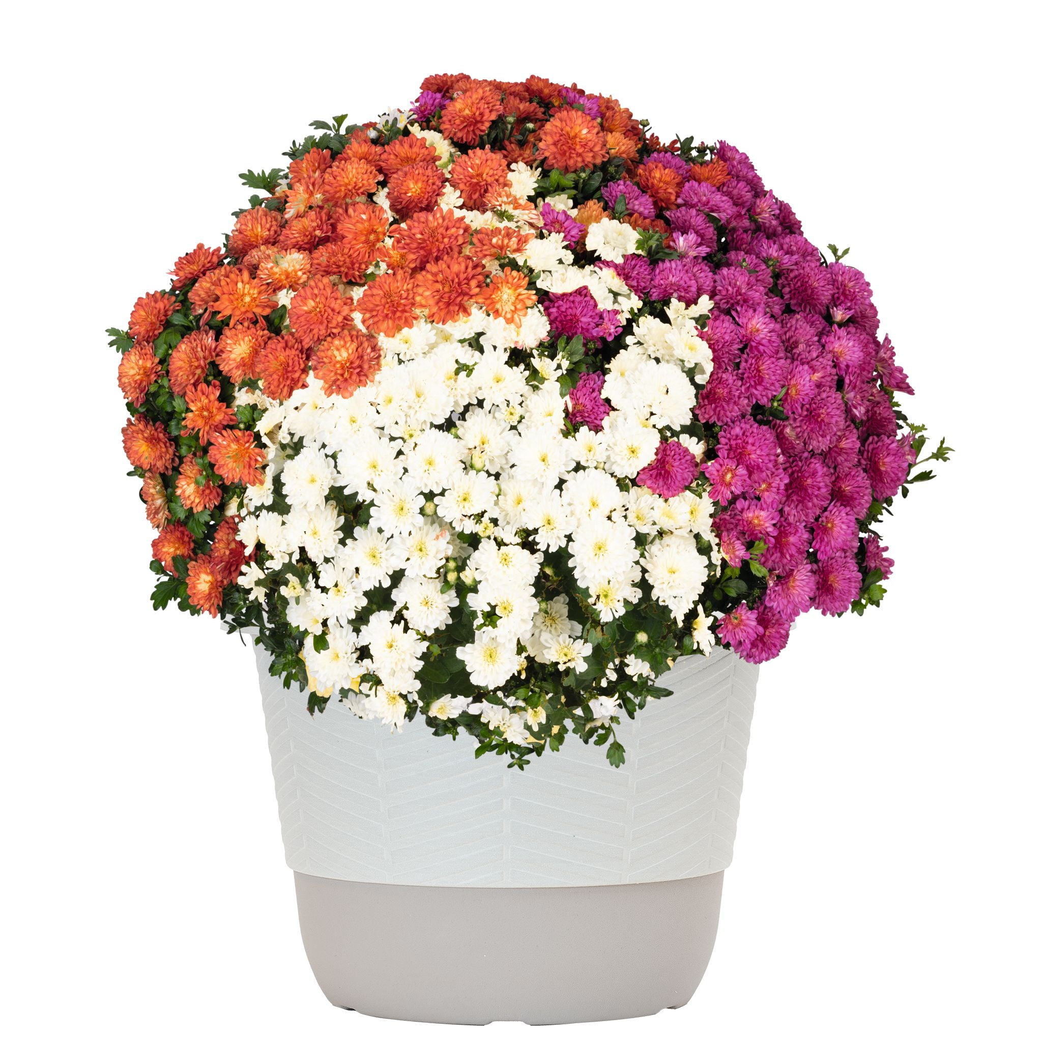 Better Homes & Gardens Outdoor Live Plants Multicolor Combo Mum 1.5G ...