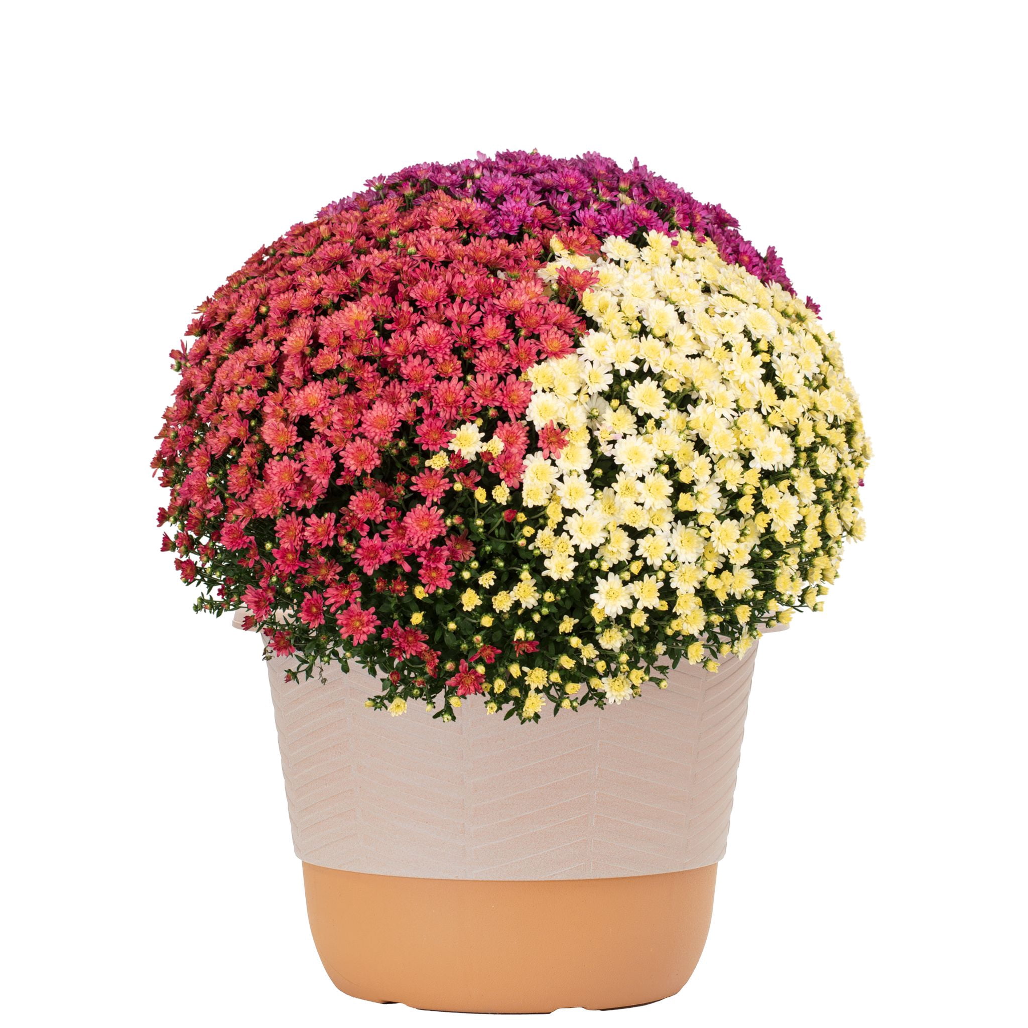 Better Homes & Gardens Outdoor Live Plants Multicolor Combo Mum 1.5G ...